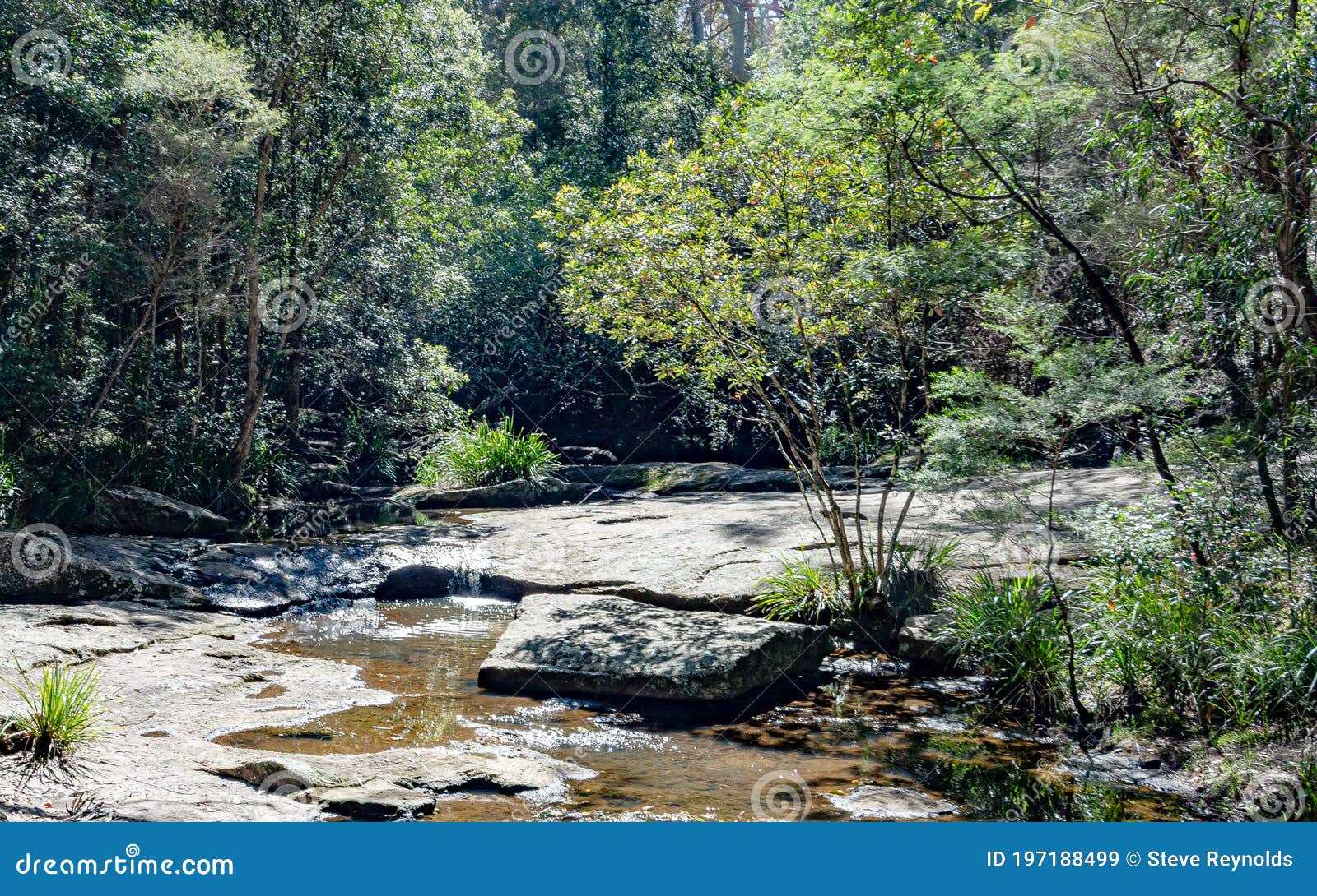 Slow stream stock image. Image of creek, water, fresh - 197188499
