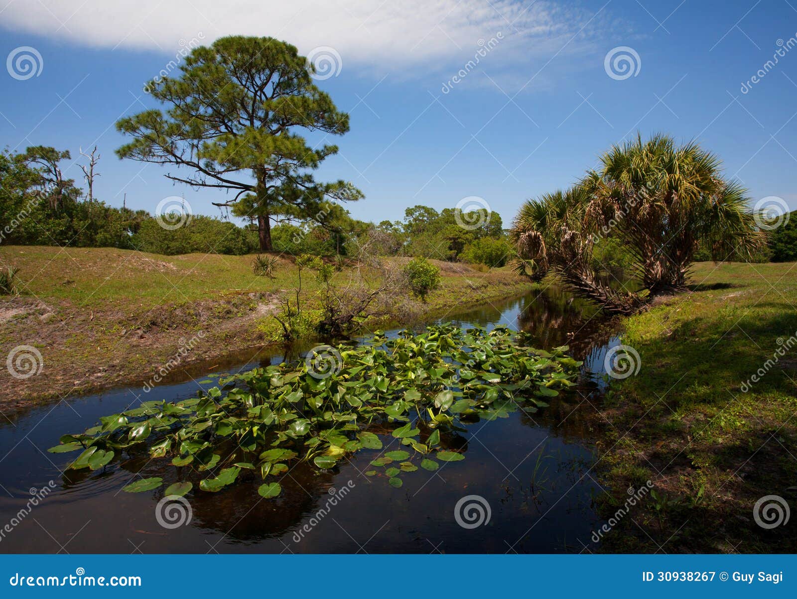 Slow stream stock image. Image of channel, pine, plants - 30938267