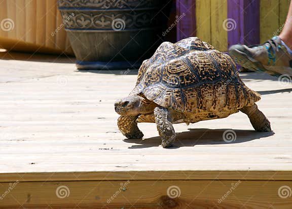 Slow Tortoise on a Patio stock photo. Image of pace, burning - 10036942