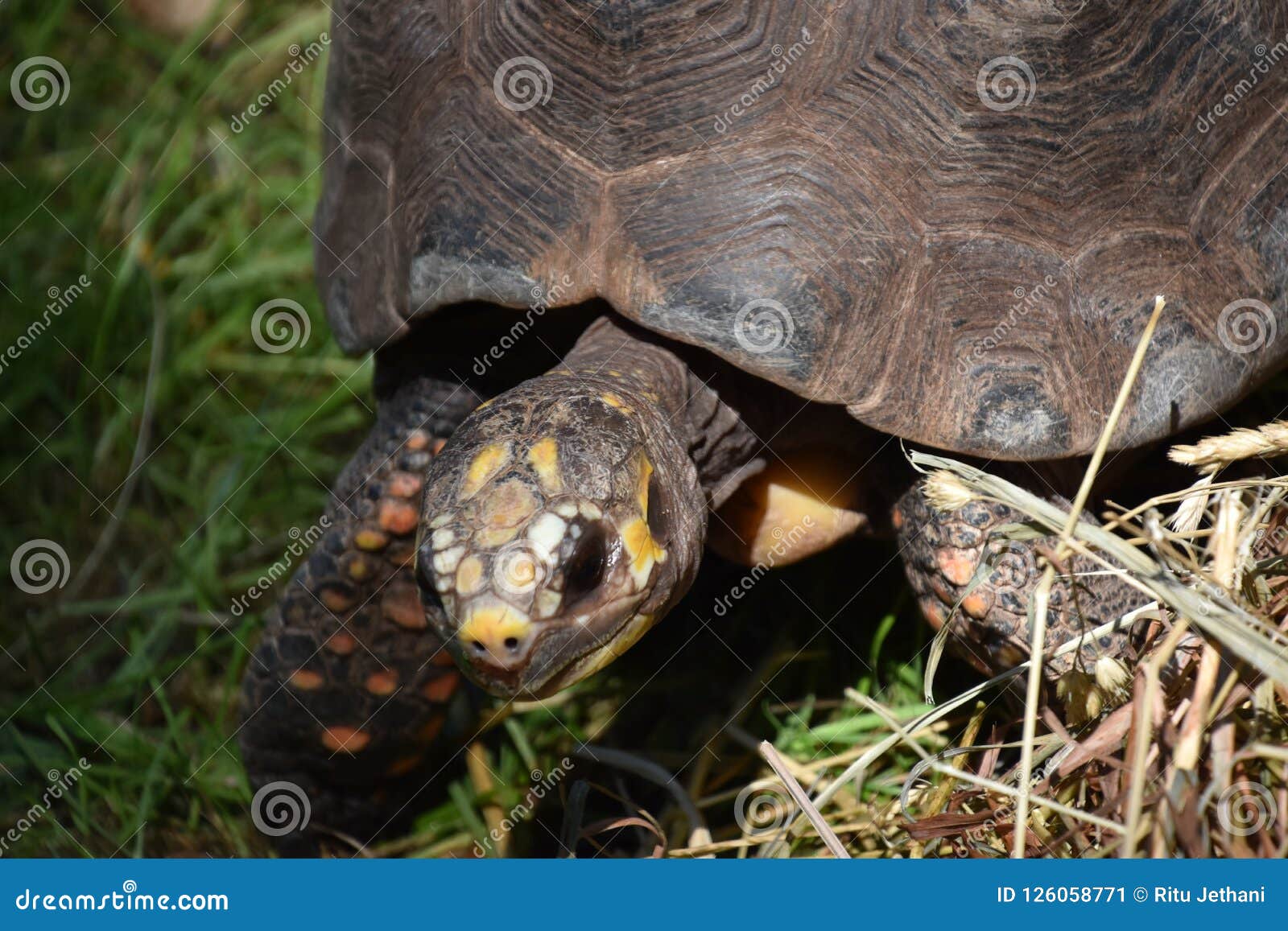 A Slow Tortoise stock image. Image of huge, nature, africa - 126058771