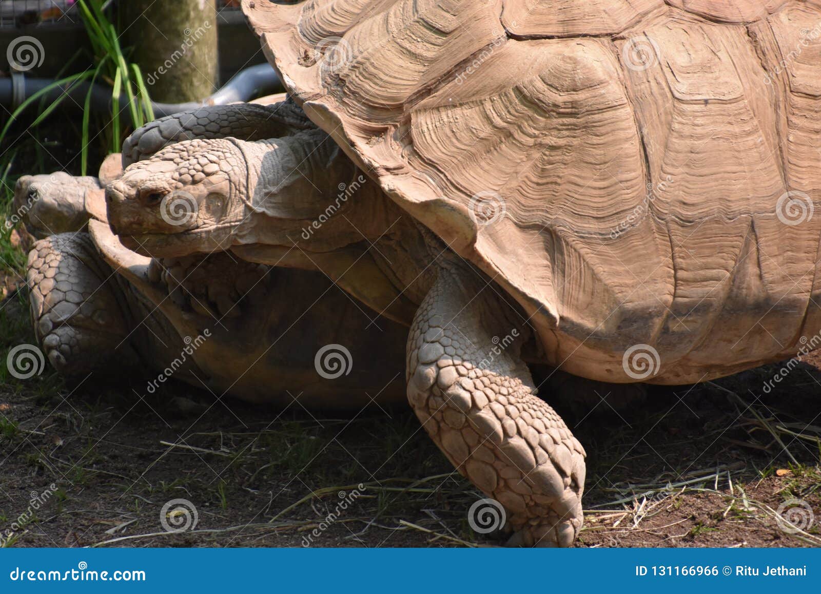 A Slow Tortoise stock photo. Image of seychelles, leaf - 131166966