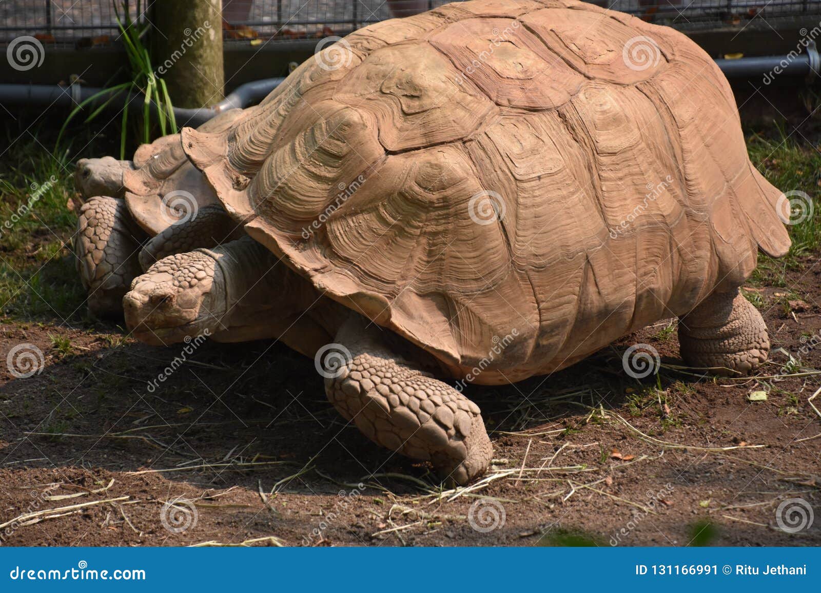 A Slow Tortoise stock image. Image of large, nature - 131166991
