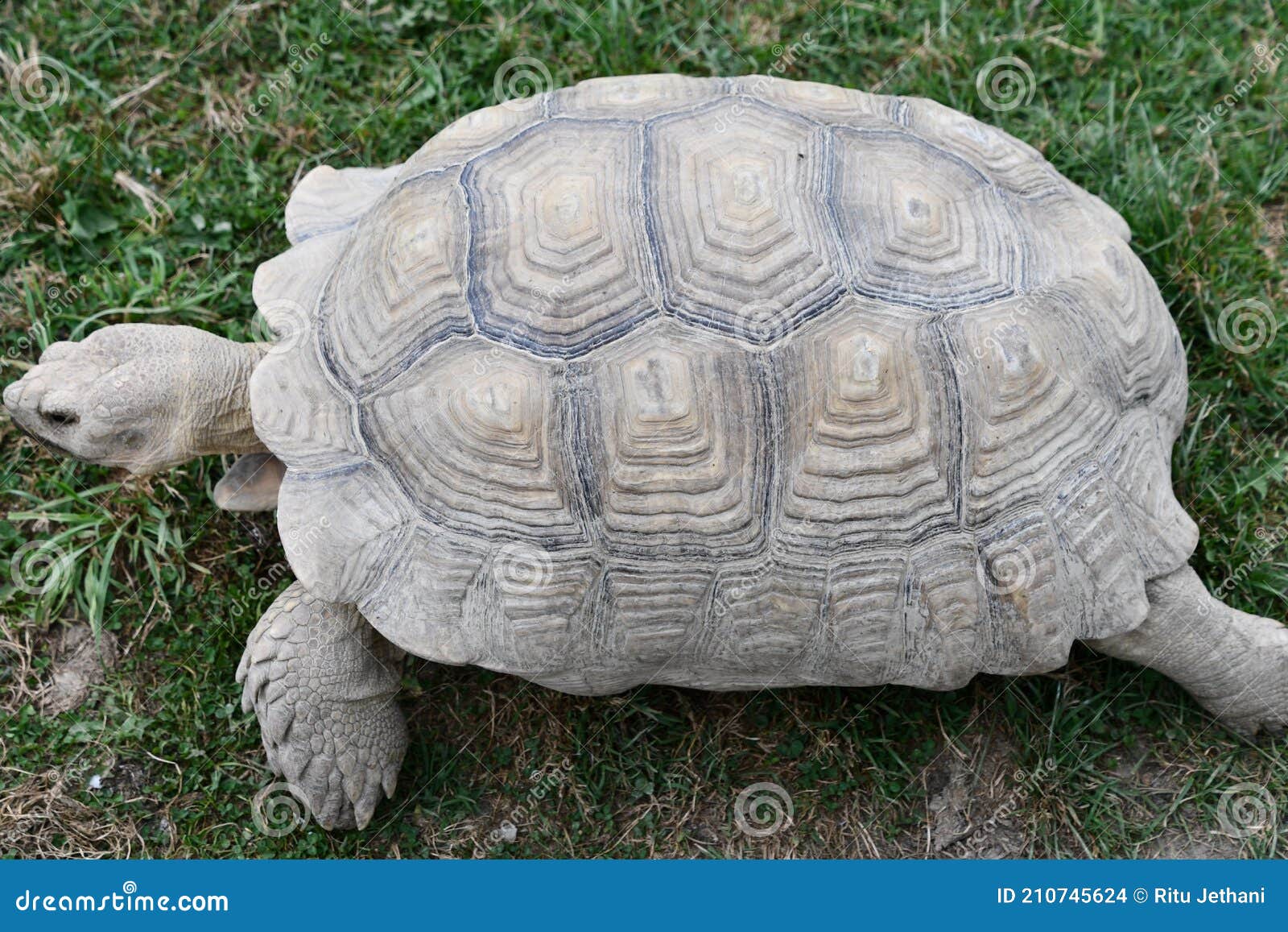 A Slow Tortoise stock photo. Image of land, ayora, leaf - 210745624