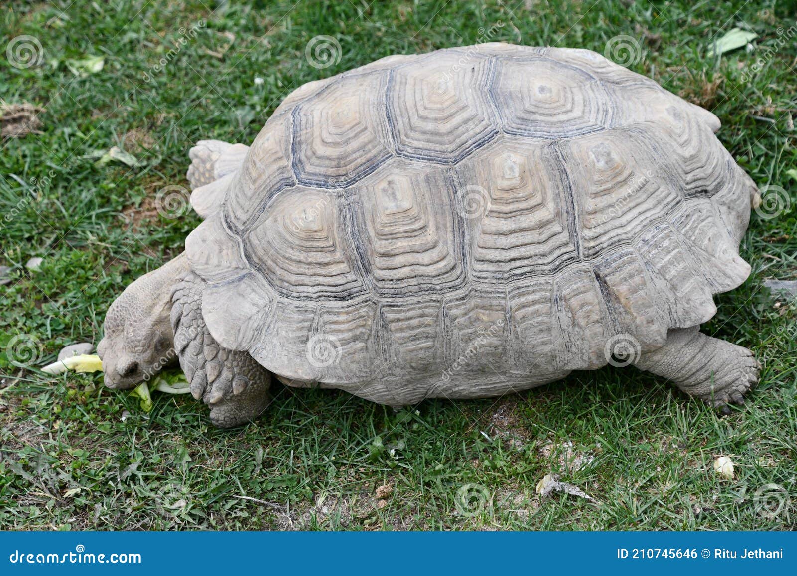 A Slow Tortoise stock photo. Image of grass, ecuador - 210745646