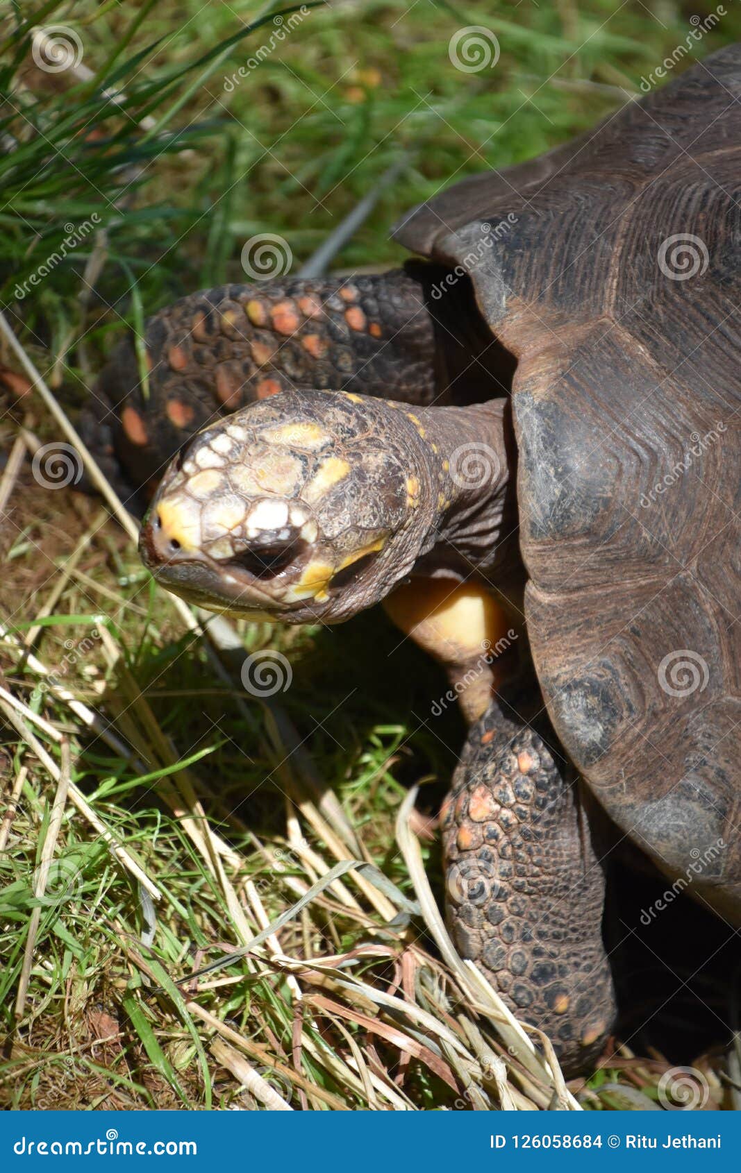 A Slow Tortoise stock photo. Image of land, giant, closeup - 126058684
