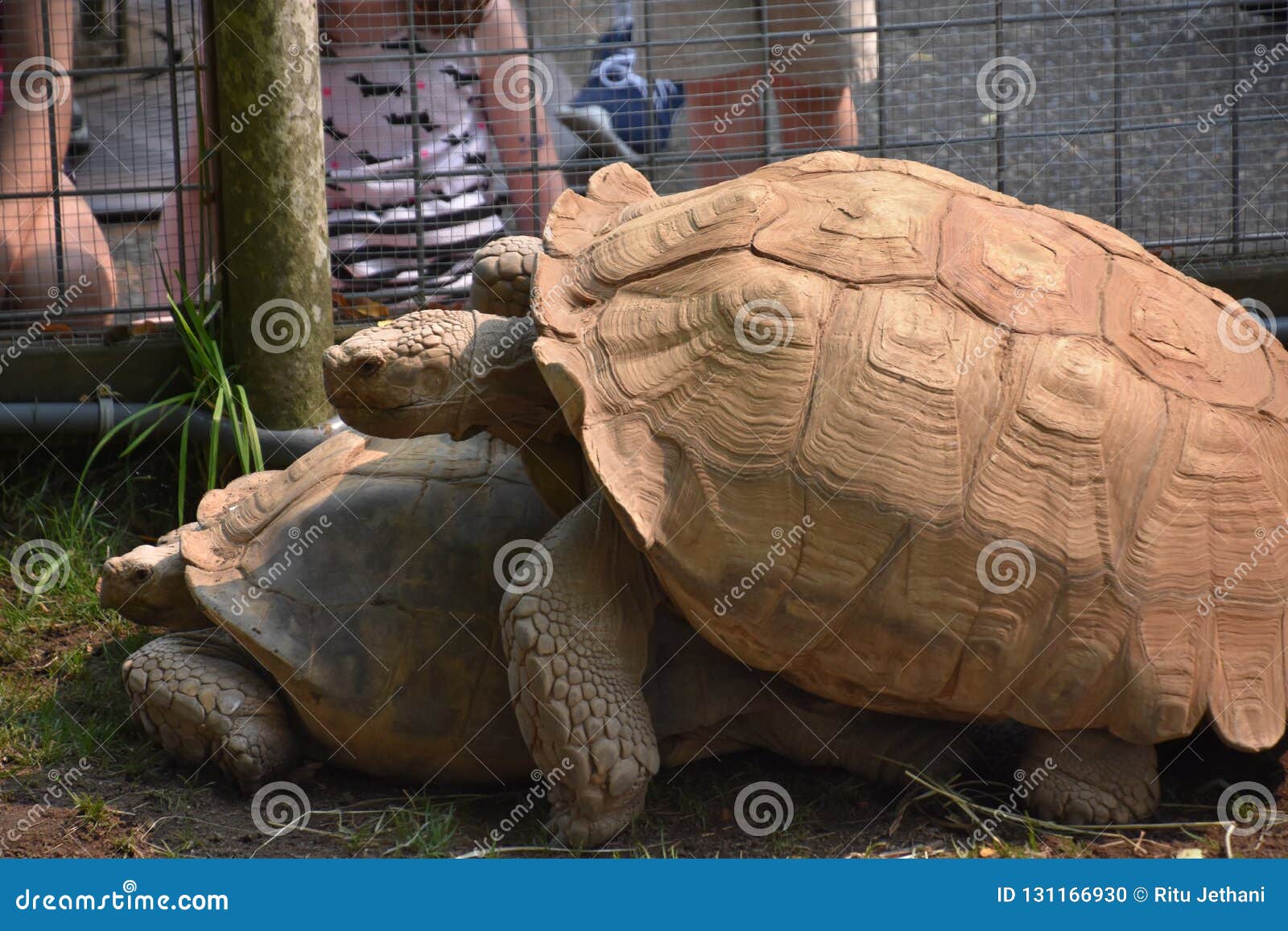 A Slow Tortoise stock photo. Image of seychelles, close - 131166930