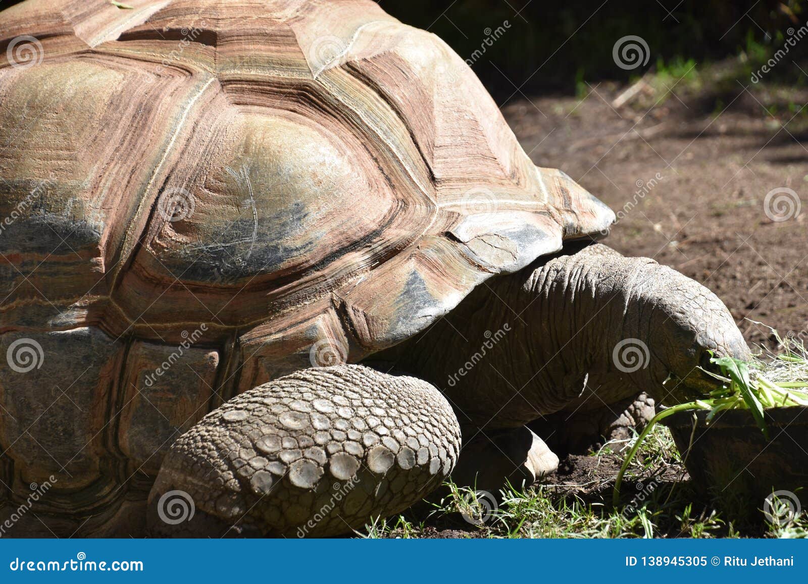 A Slow Tortoise stock image. Image of large, endangered - 138945305