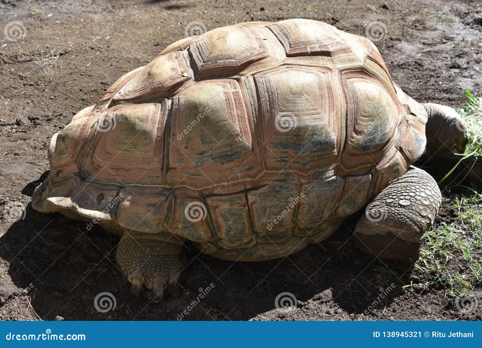 A Slow Tortoise stock image. Image of animal, face, life - 138945321