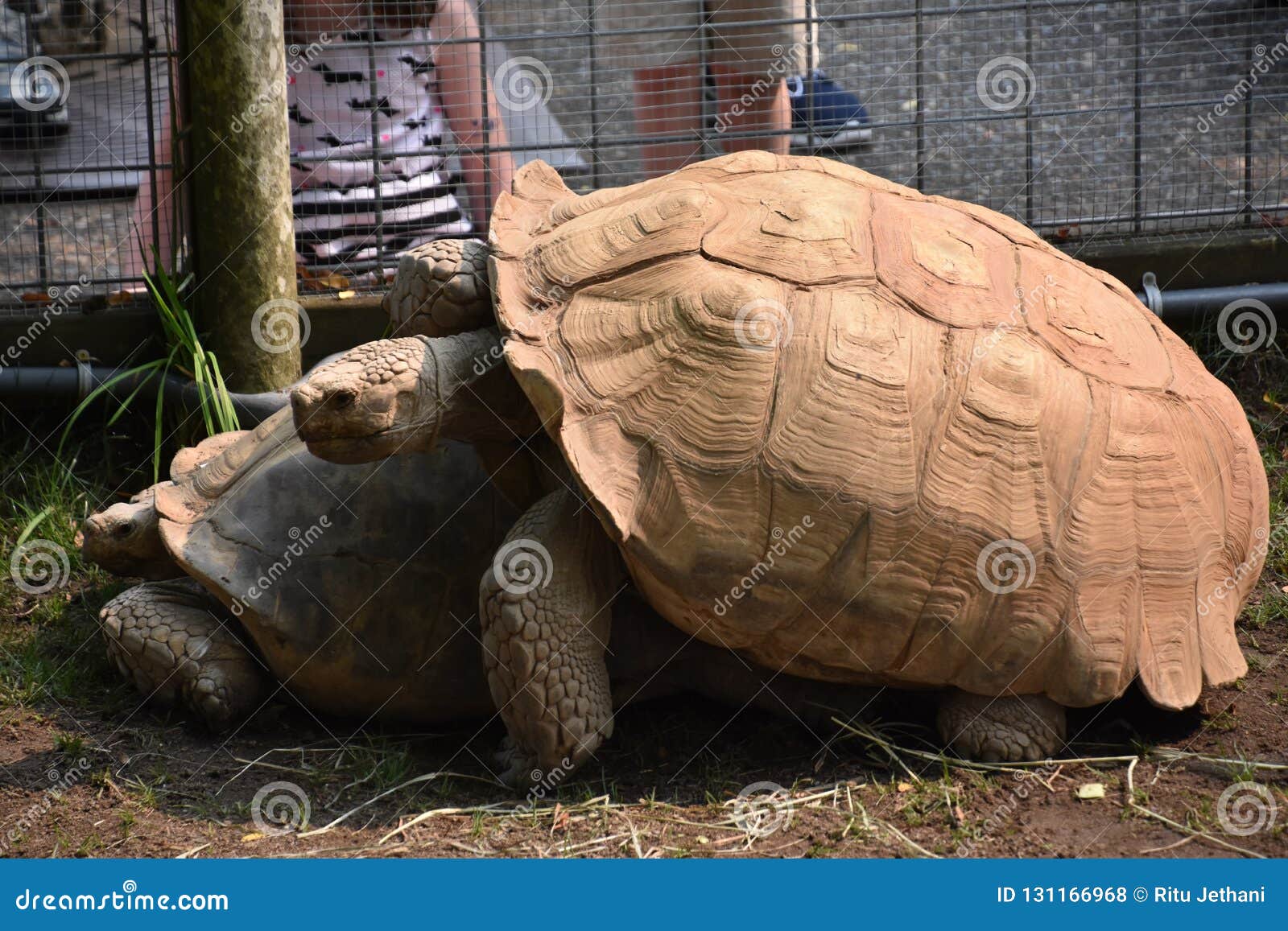 A Slow Tortoise stock photo. Image of seychelles, reptile - 131166968
