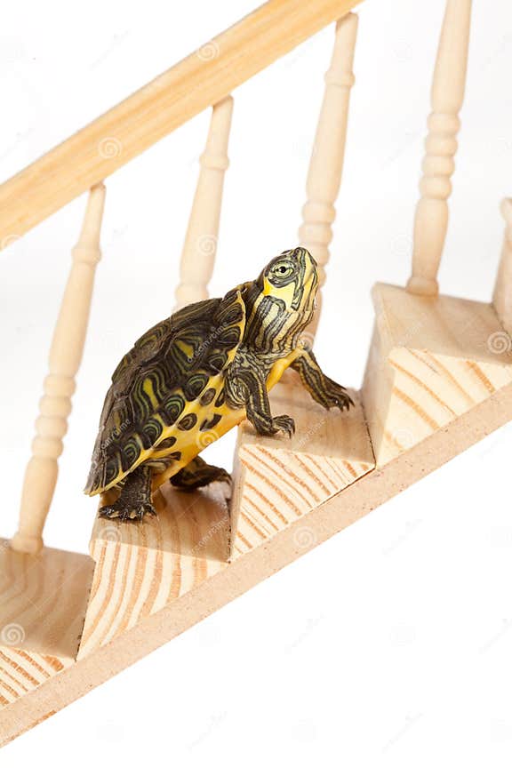 Slow turtle on staircase stock photo. Image of reach - 21809730
