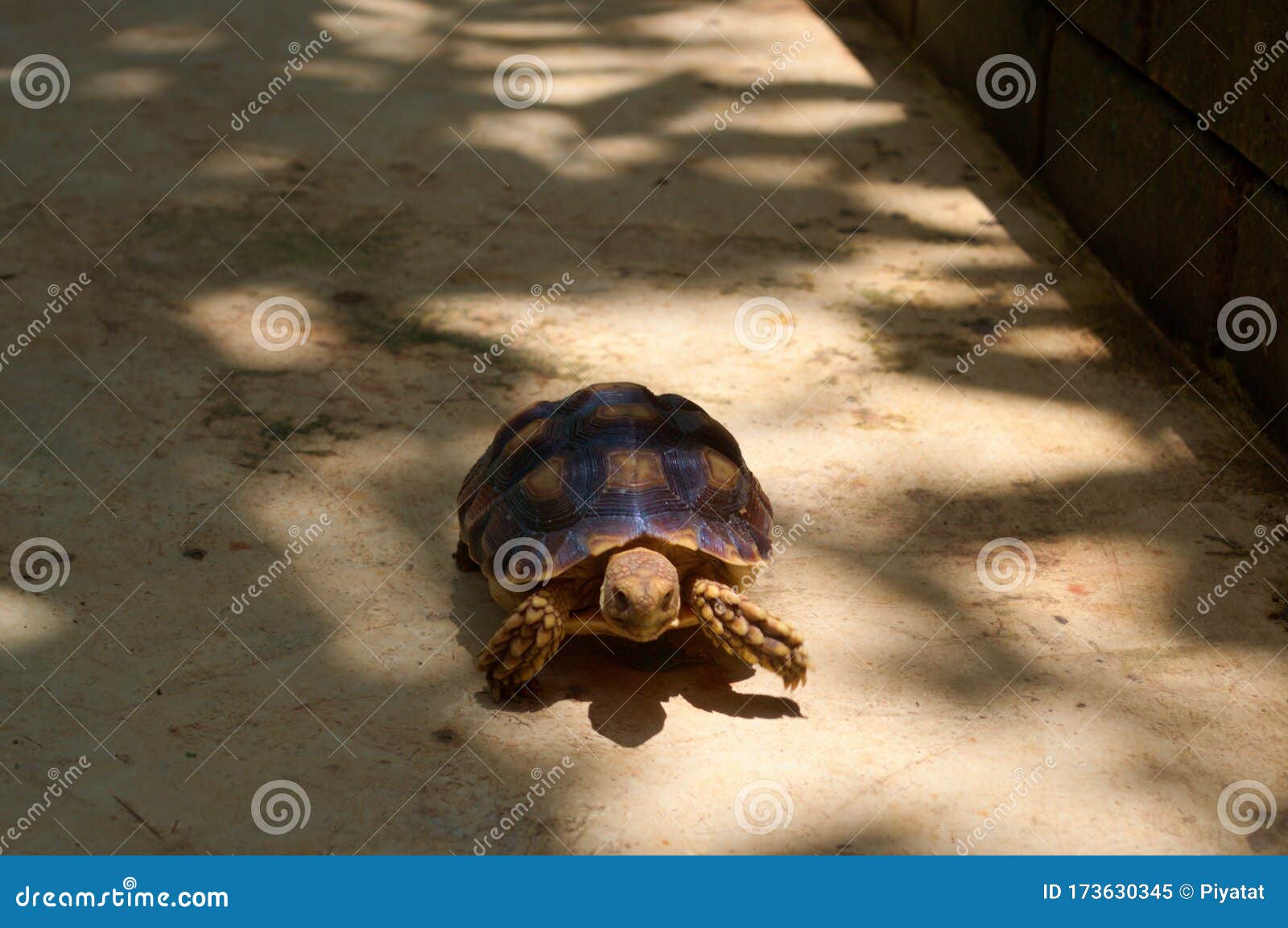A slow walk turtle on sand stock image. Image of boredom - 173630345