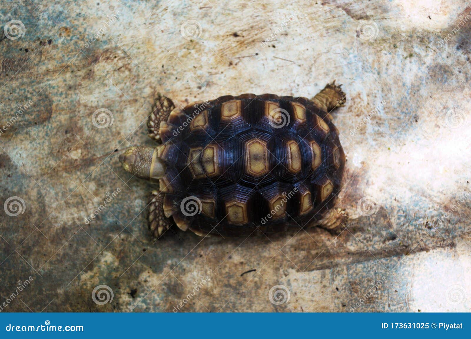 A slow walk turtle on sand stock image. Image of desert - 173631025