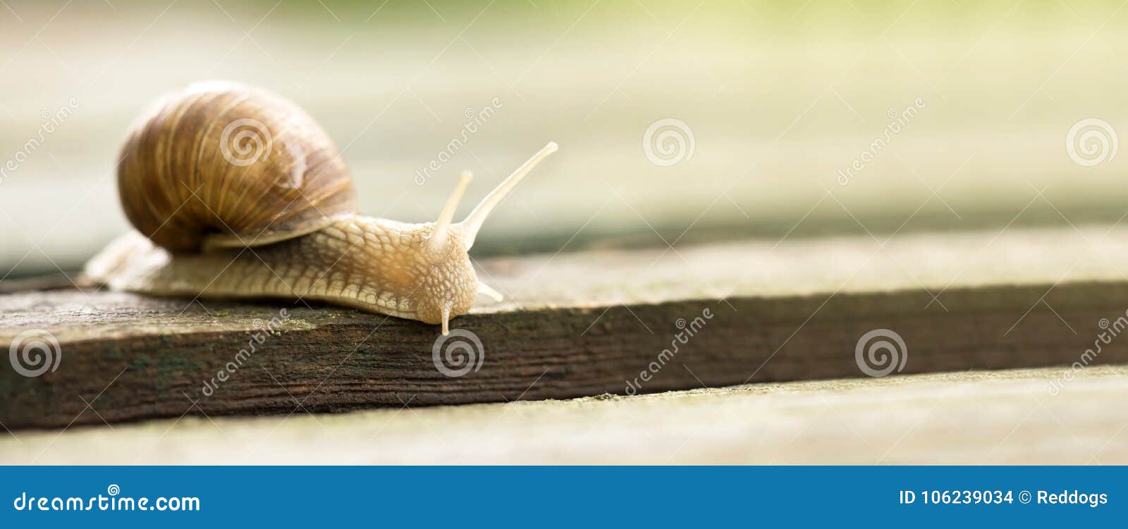 Slow web concept stock photo. Image of movement, brown - 106239034