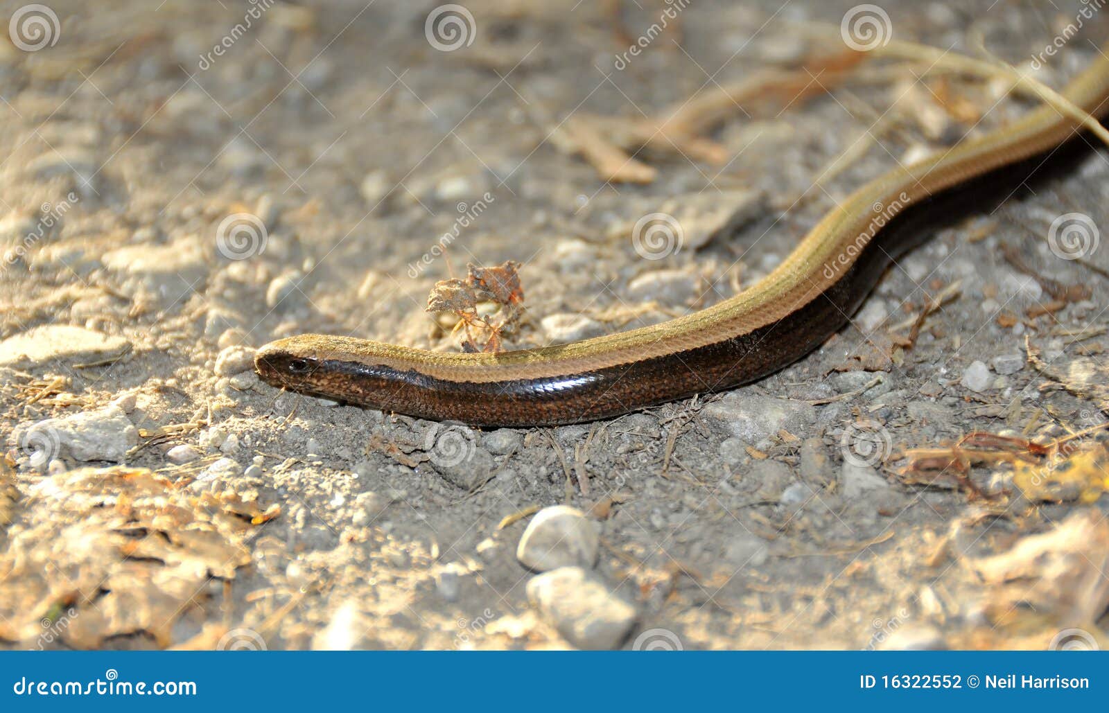 Slow Worm stock photo. Image of thin, fragilis, anguis - 16322552