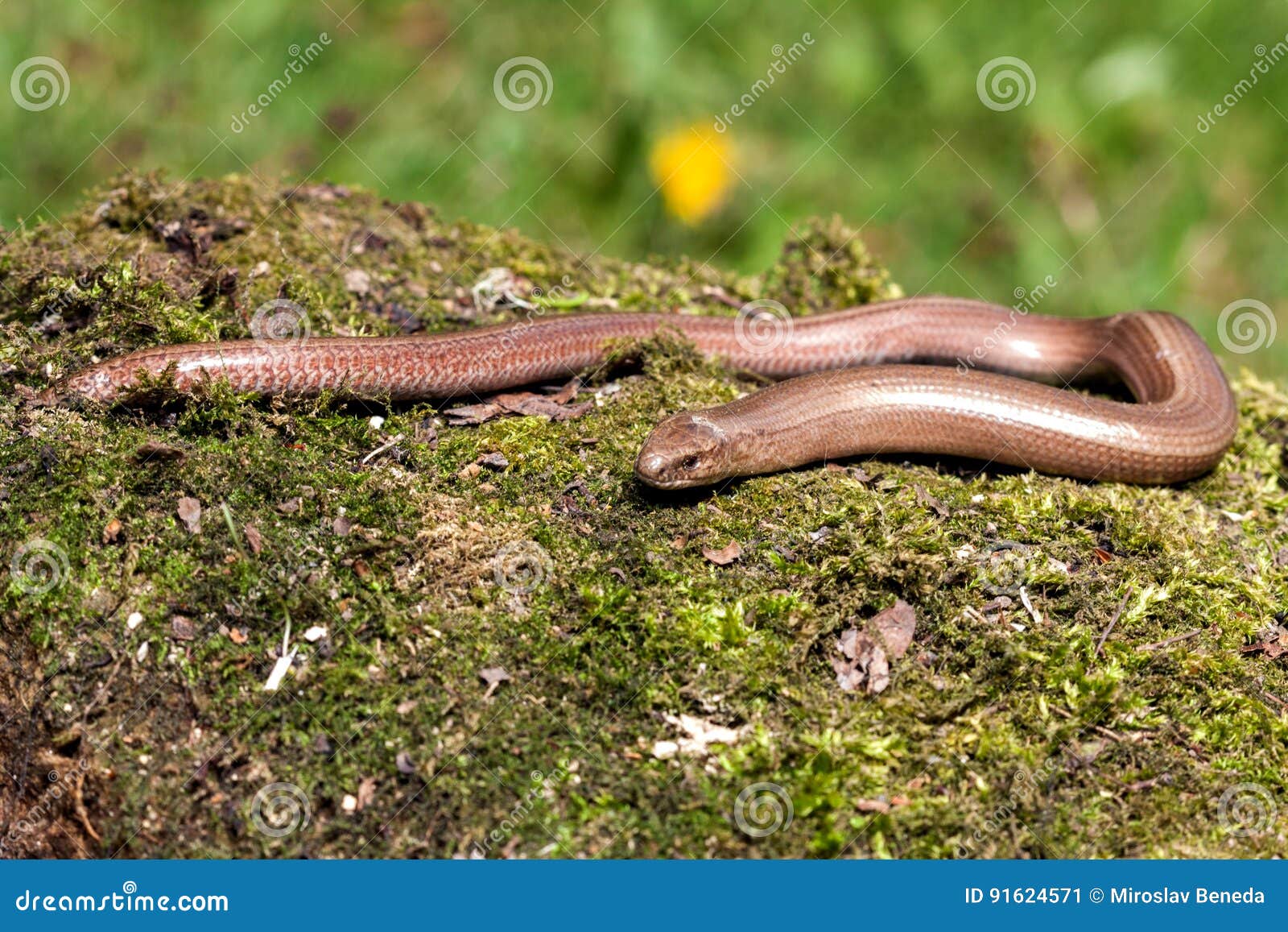 Slow Worm Or Legless Lizard Royalty-Free Stock Photography ...
