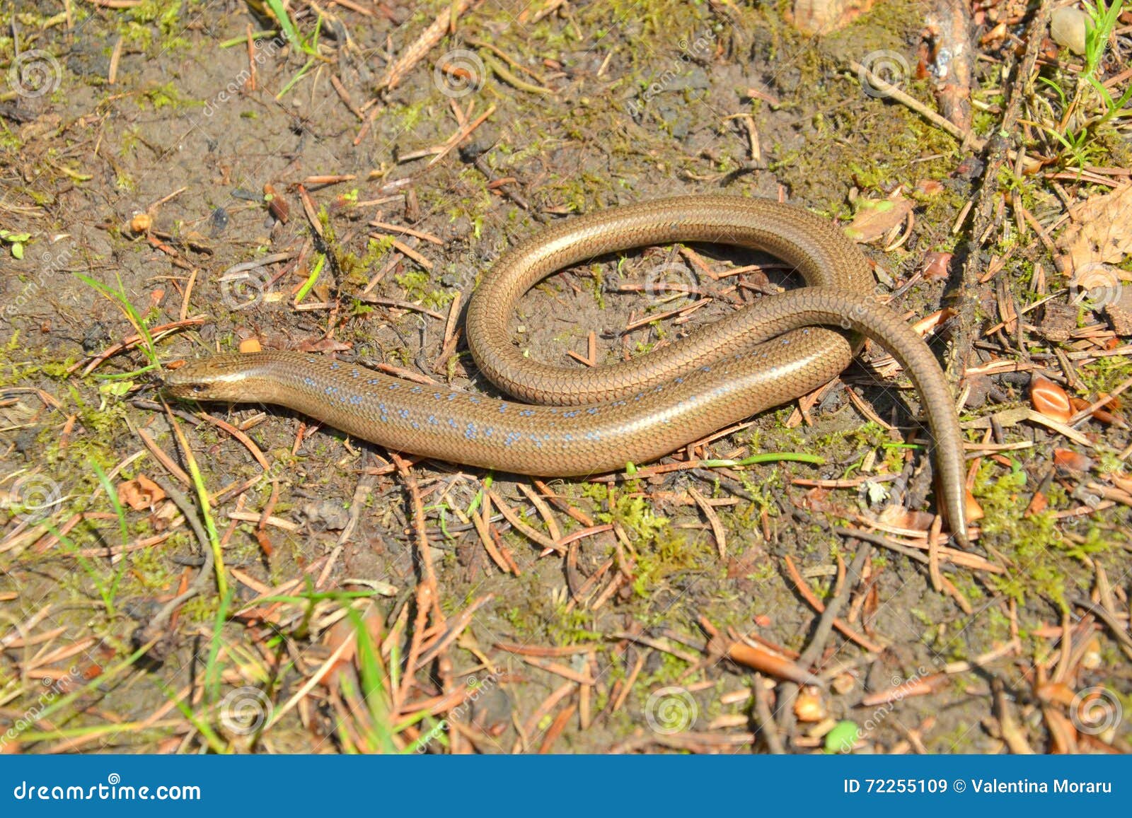 Slow Worm Eating Slug Stock Photo | CartoonDealer.com #57751140