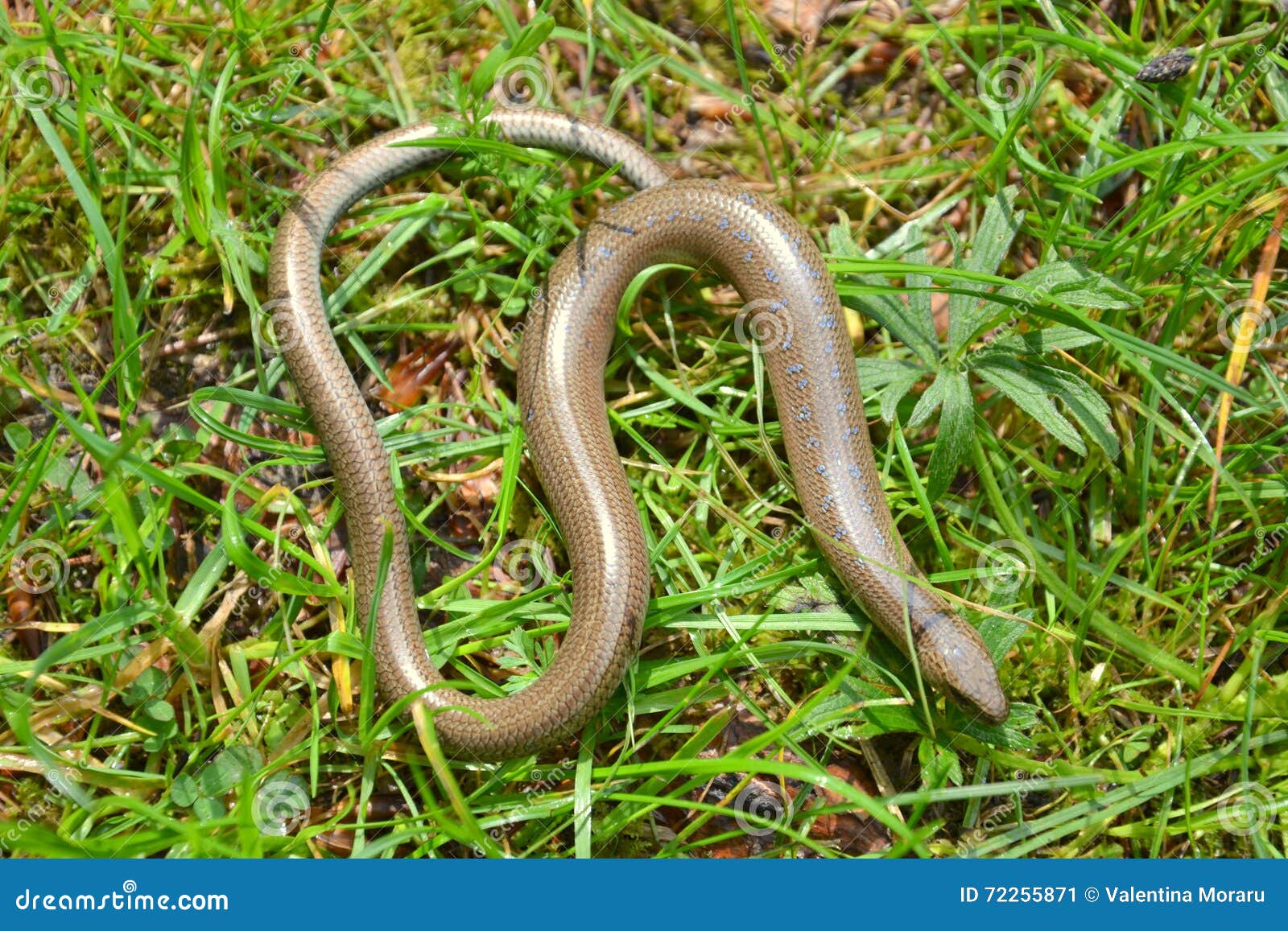Slow worm stock image. Image of eurasia, ophisaurus, asia - 72255871