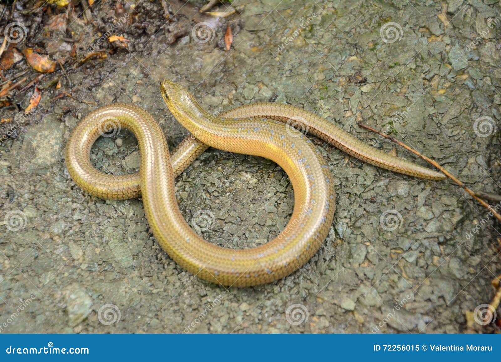 Slow worm stock image. Image of green, ophidiophobia - 72256015