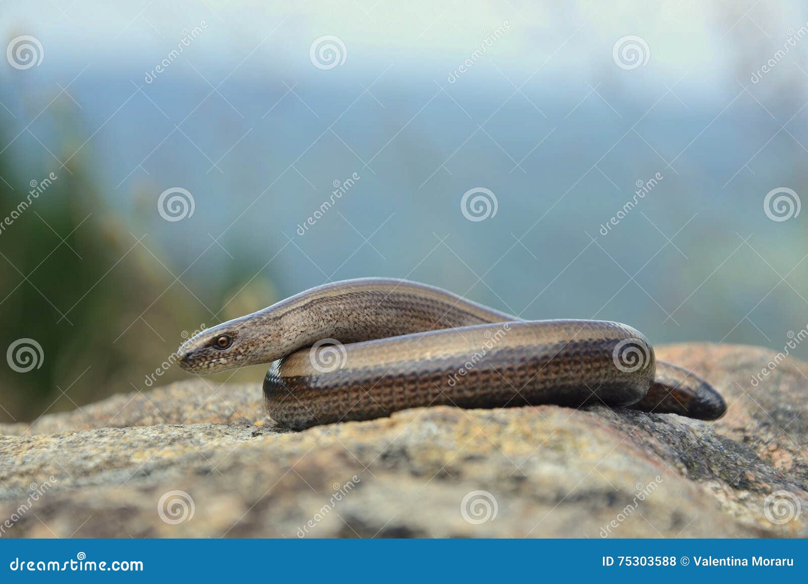 Slow worm stock photo. Image of blind, grass, glide, gray - 75303588