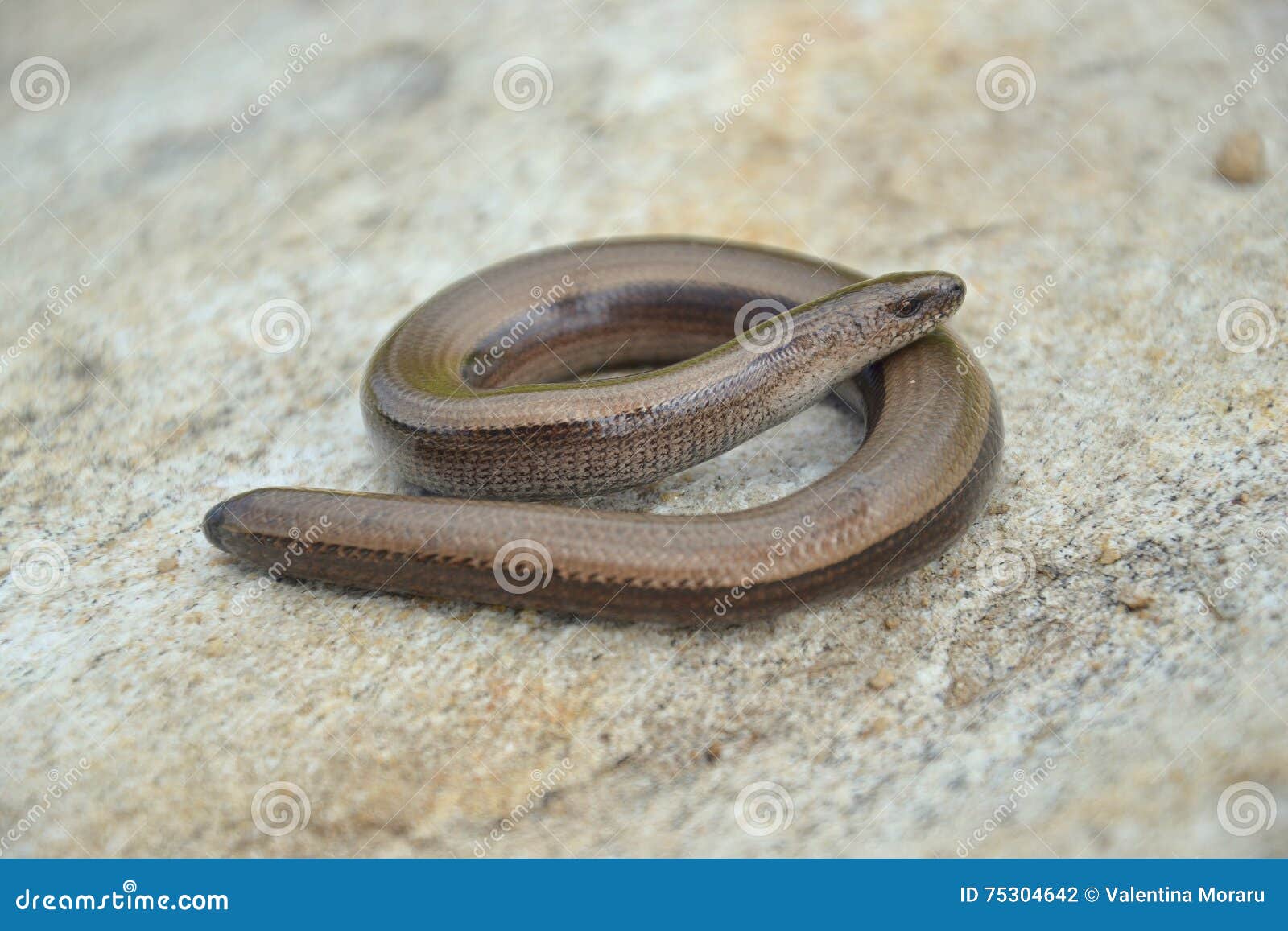 Slow worm stock photo. Image of carnvorous, ophidiophobia - 75304642
