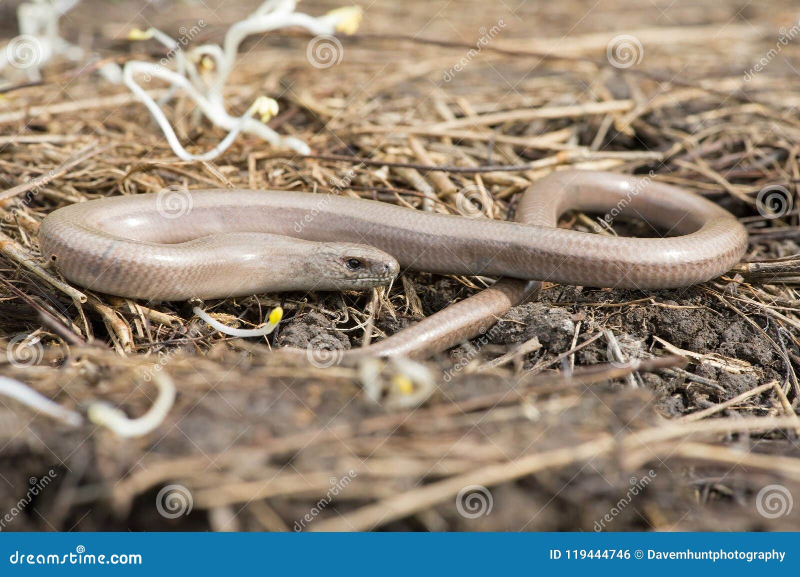 Slow Worm Anguis fragilis stock photo. Image of lizard - 119444746