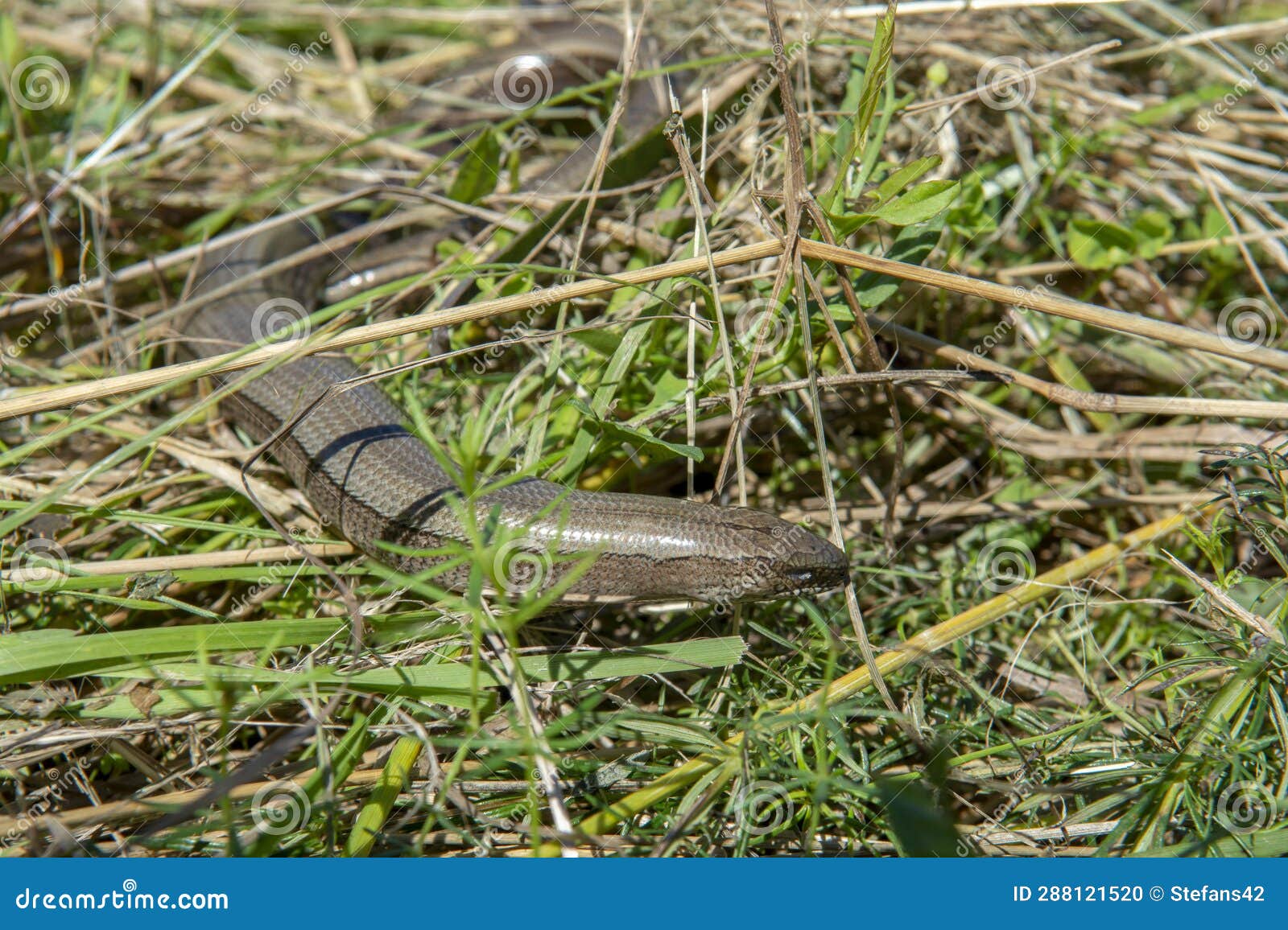Slowworm Aka Slow Worm Or Blindworm, Anguis Fragilis, Face Profile With ...