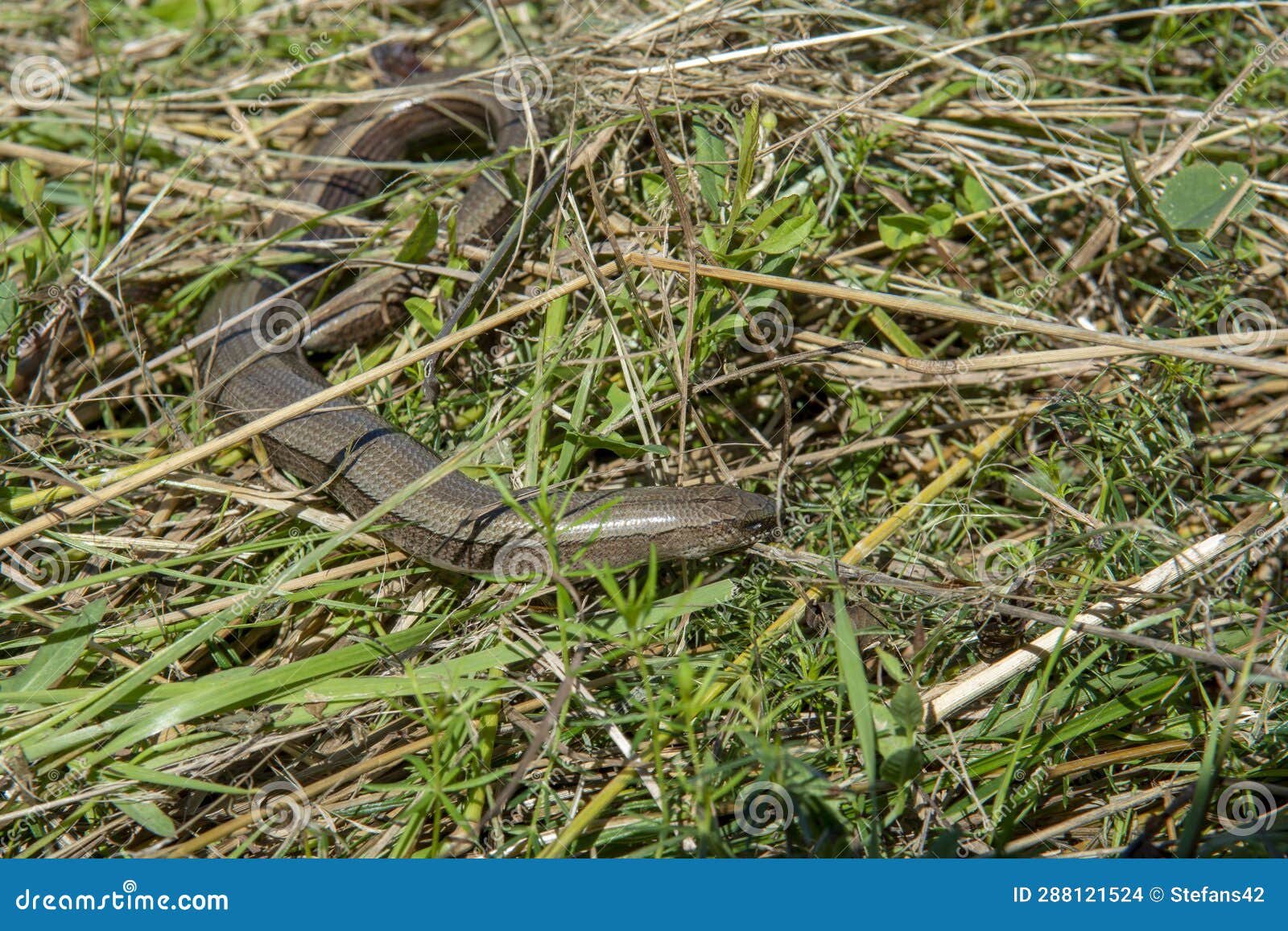 Slowworm Aka Slow Worm Or Blindworm, Anguis Fragilis, Face Profile With ...