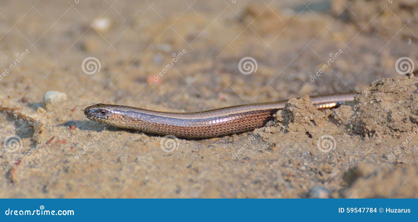 Slow worm stock photo. Image of anguidae, close, legless - 59547784