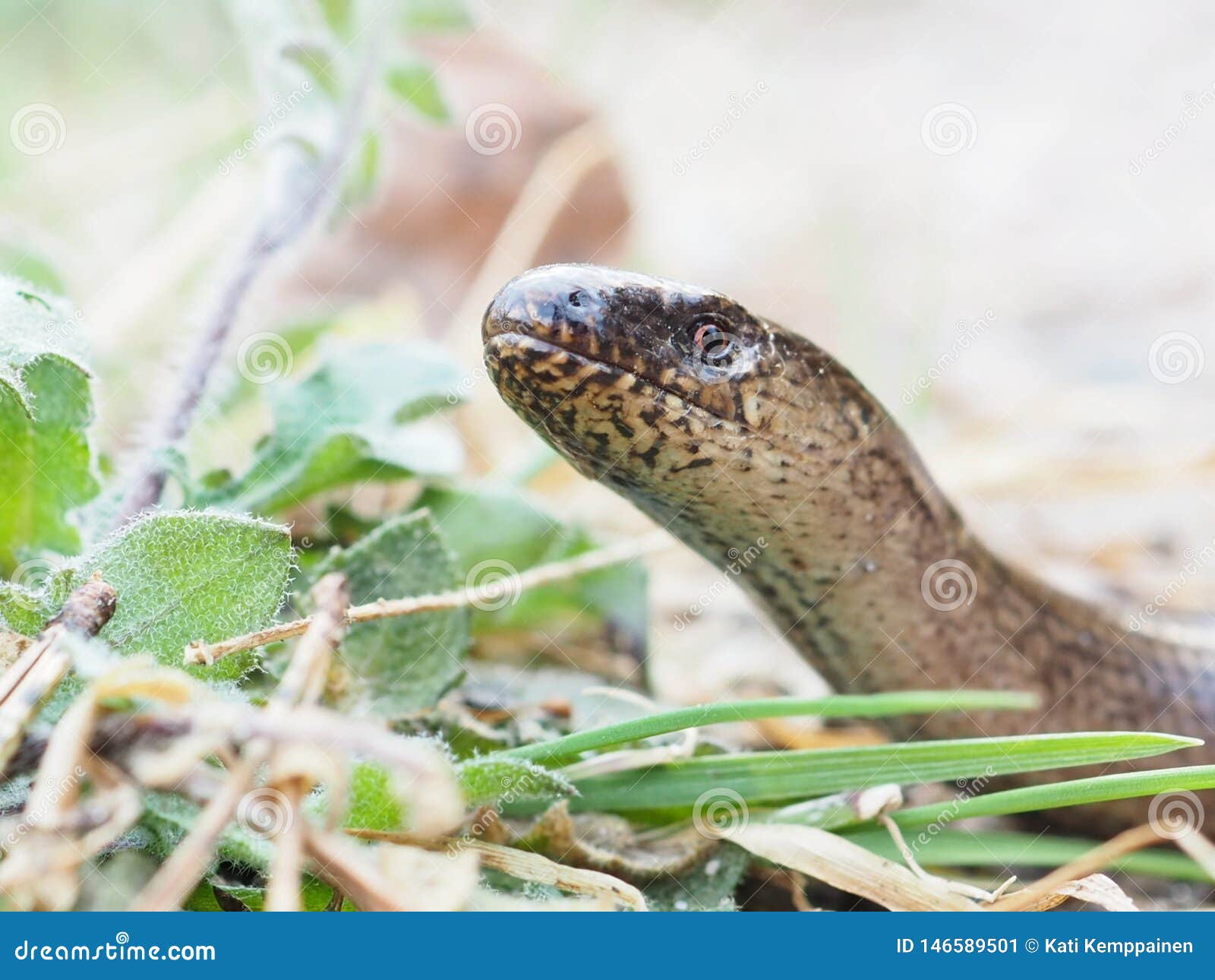Slow worm stock image. Image of eyes, slow, portrait - 146589501