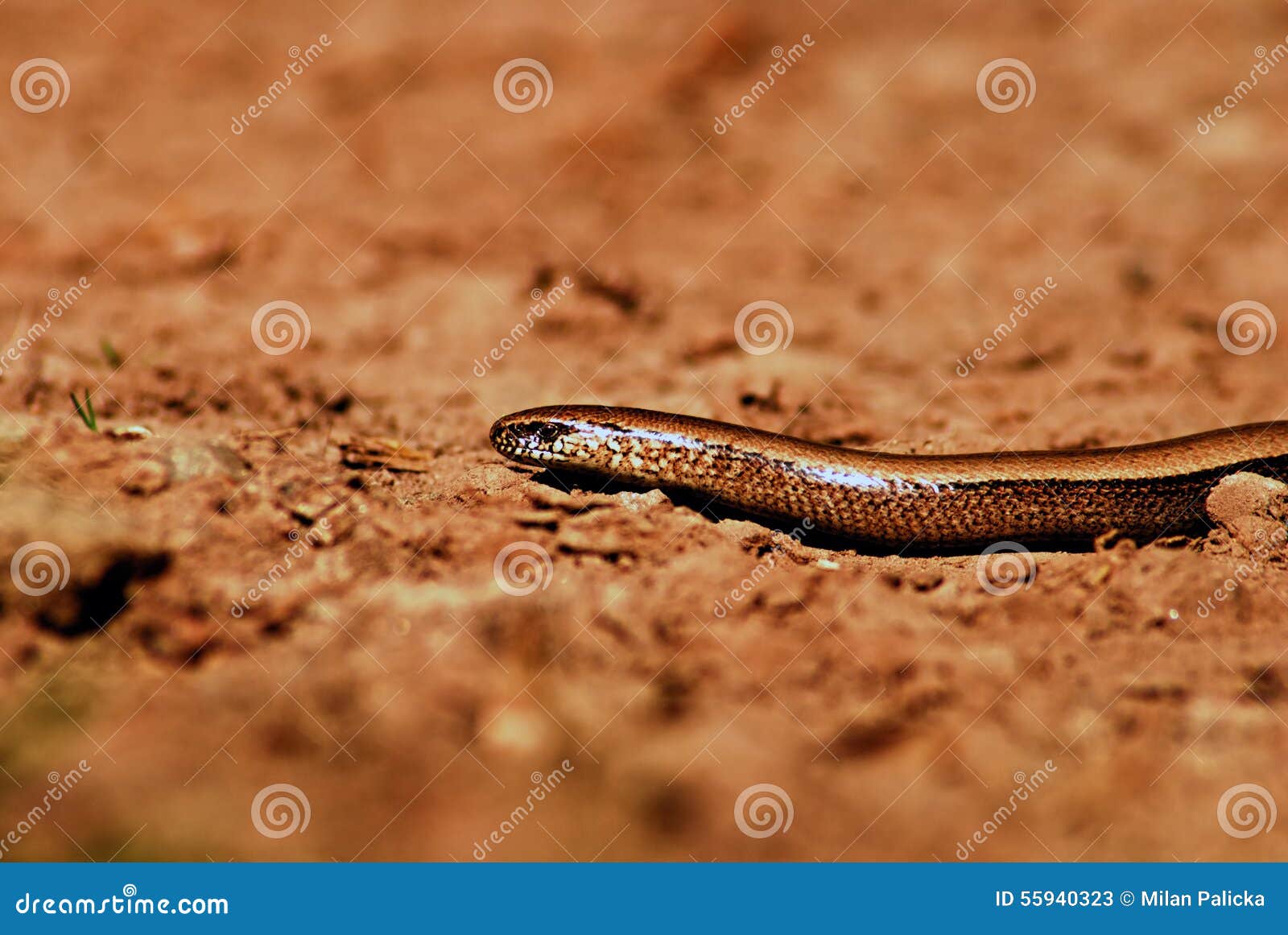 Slow worm stock image. Image of fragilis, reptile, nature - 55940323