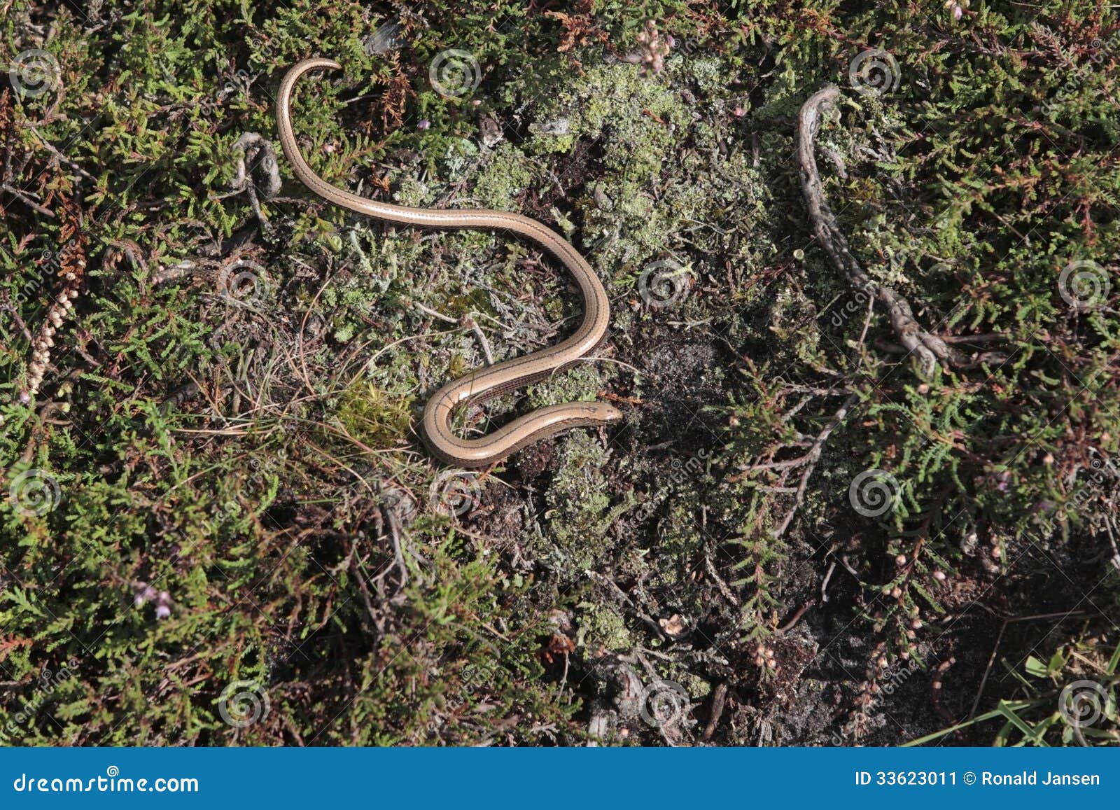 Slow Worm on the Drenthe Heath Stock Image - Image of anguidae, anguis ...