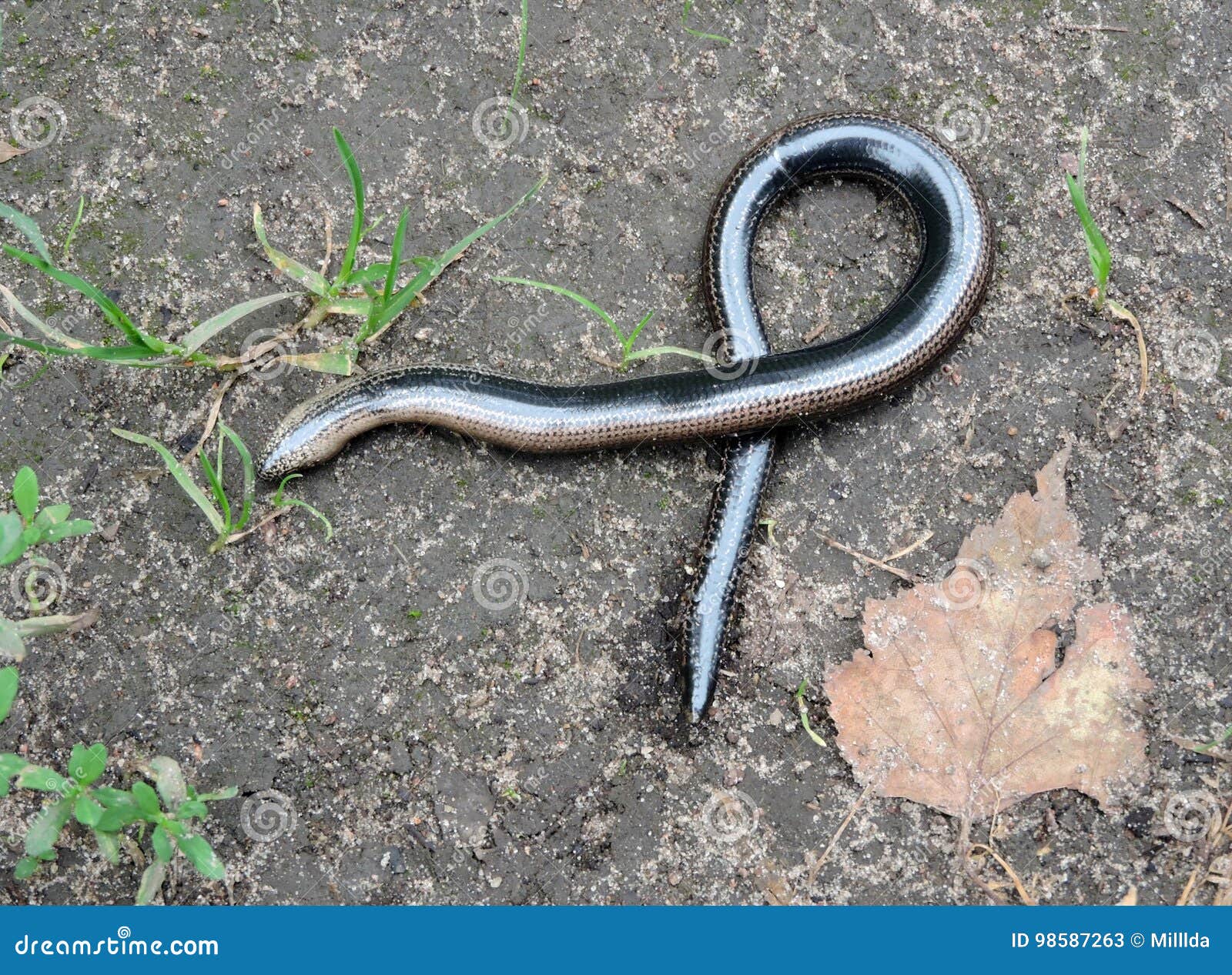 Slow worm in forest stock image. Image of view, shining - 98587263