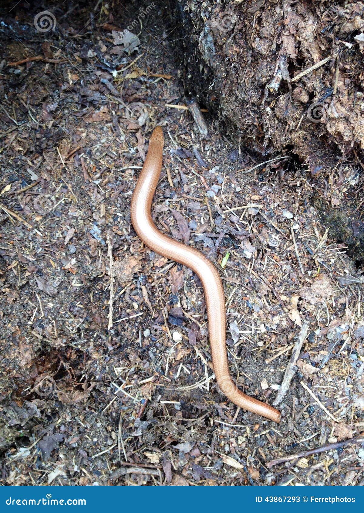 Slow worm stock image. Image of organism, garden, worm - 43867293