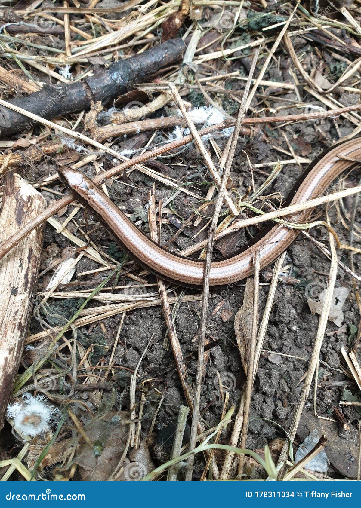 Slow Worm hunting stock photo. Image of animal, amphibian - 178311034