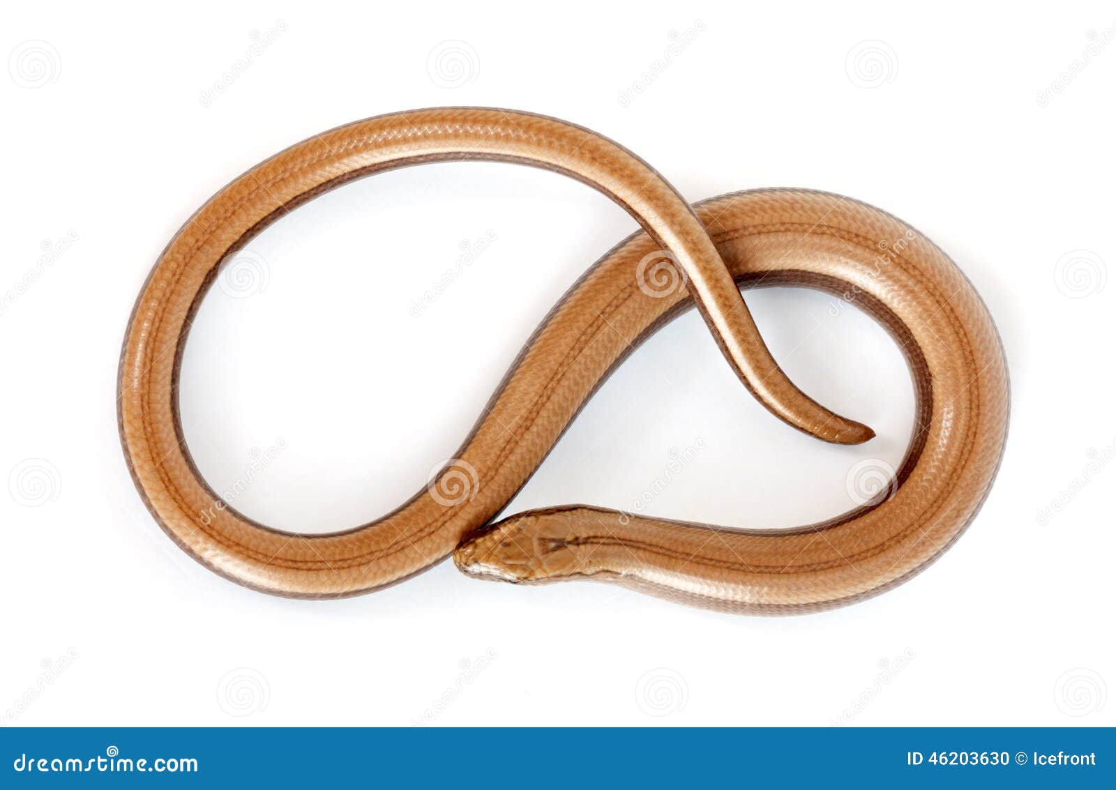 Legless Lizard Scheltopusik Is Scientifically Known As Pseudopus Apodus ...