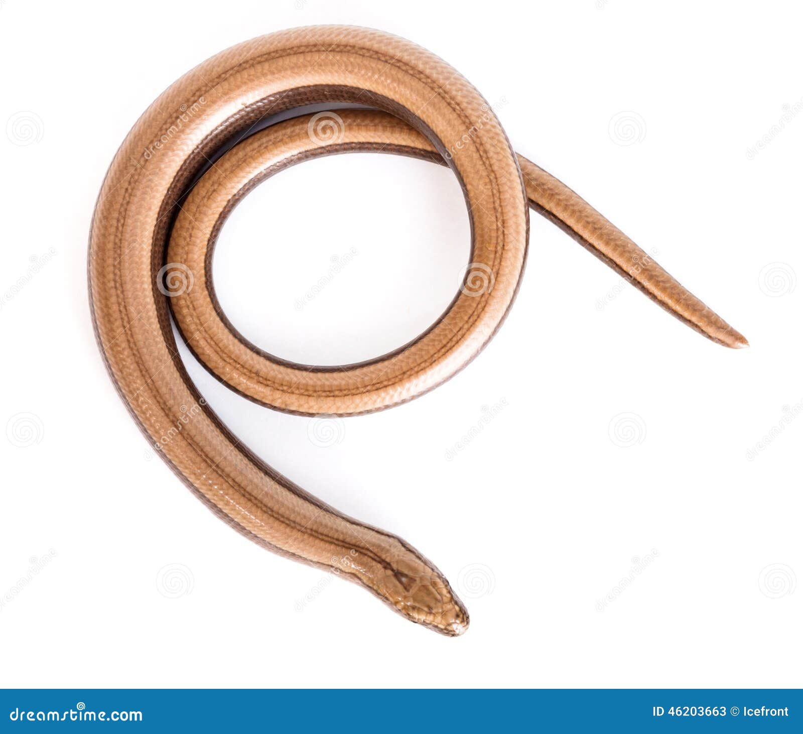 Legless Lizard Scheltopusik Is Scientifically Known As Pseudopus Apodus ...