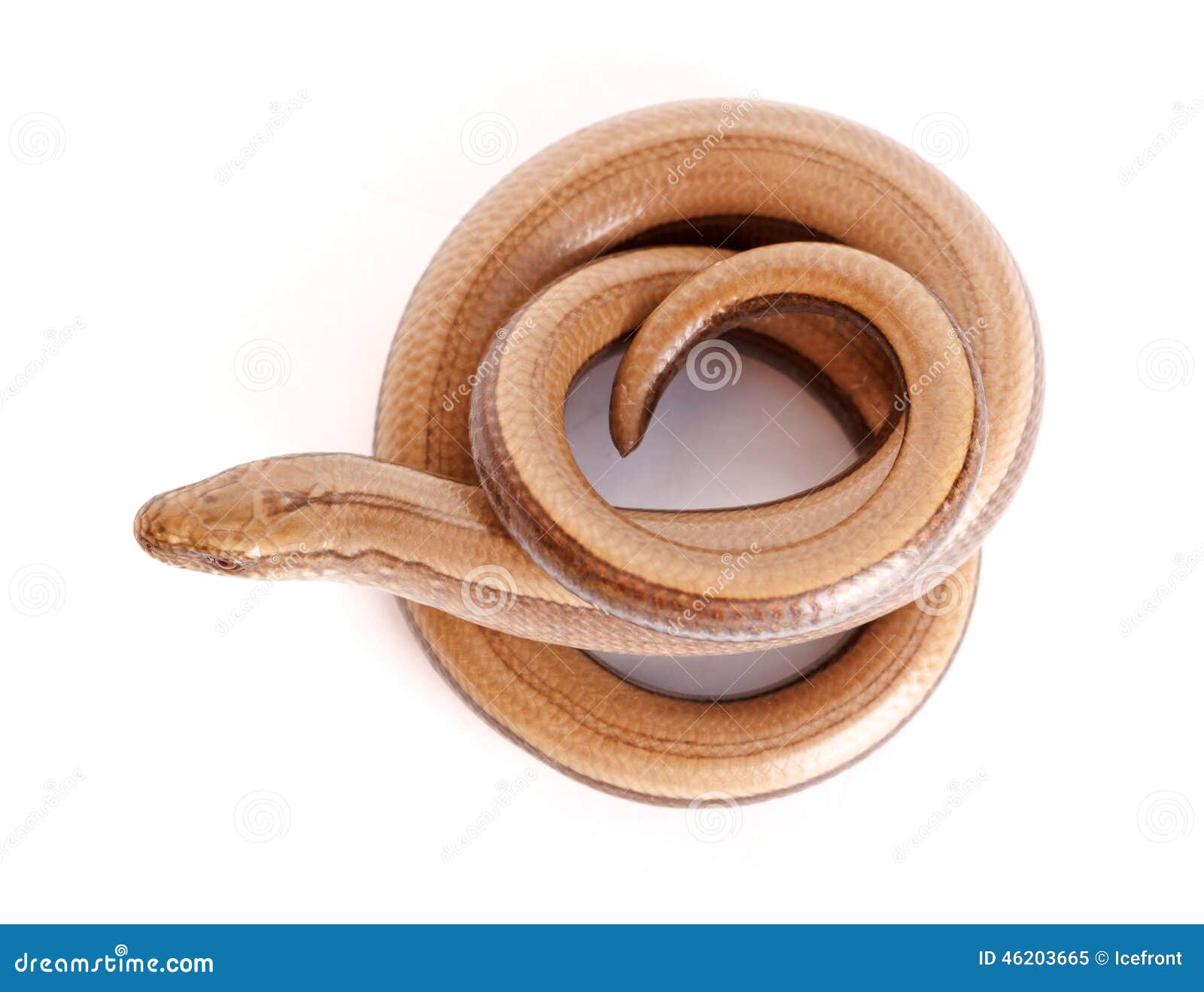 Legless Lizard Scheltopusik Is Scientifically Known As Pseudopus Apodus ...