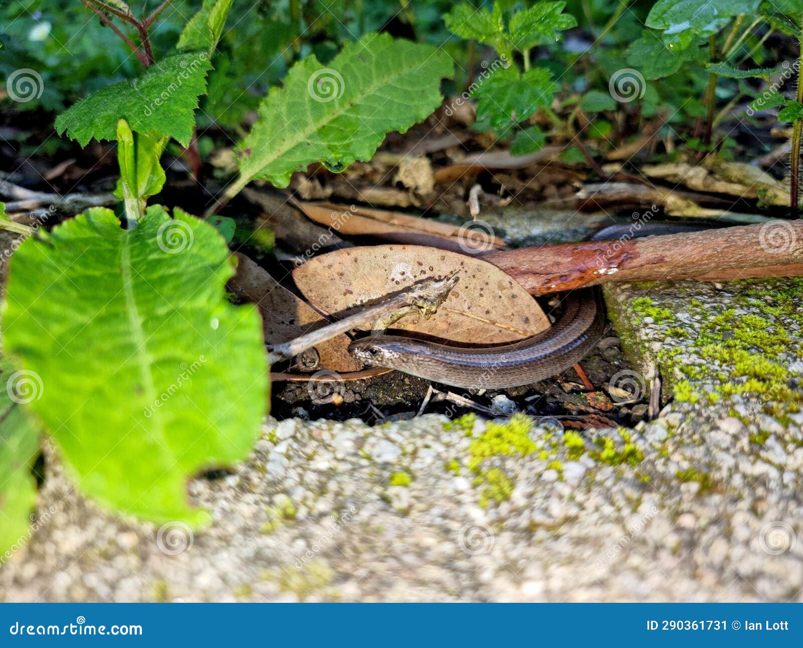 Slow Worm, Legless Lizards Uk Stock Image - Image of raptiles, reptile ...