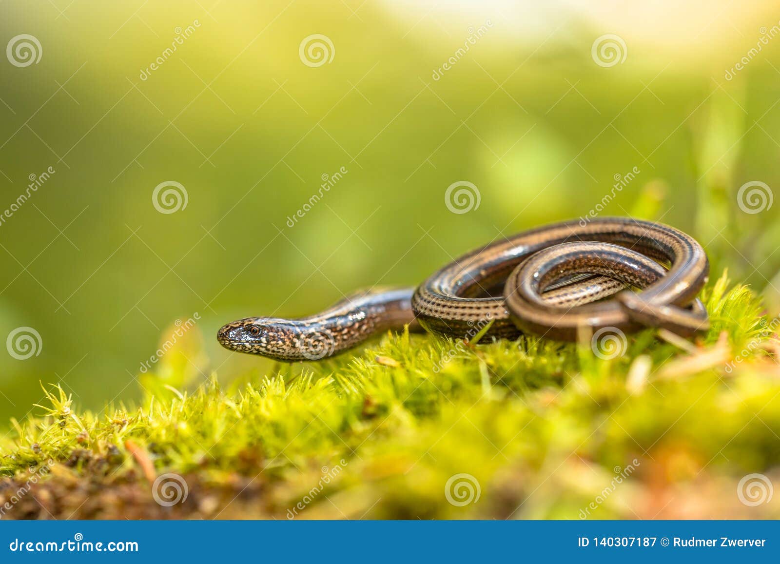 Slow worm on moss stock image. Image of grass, legless - 140307187