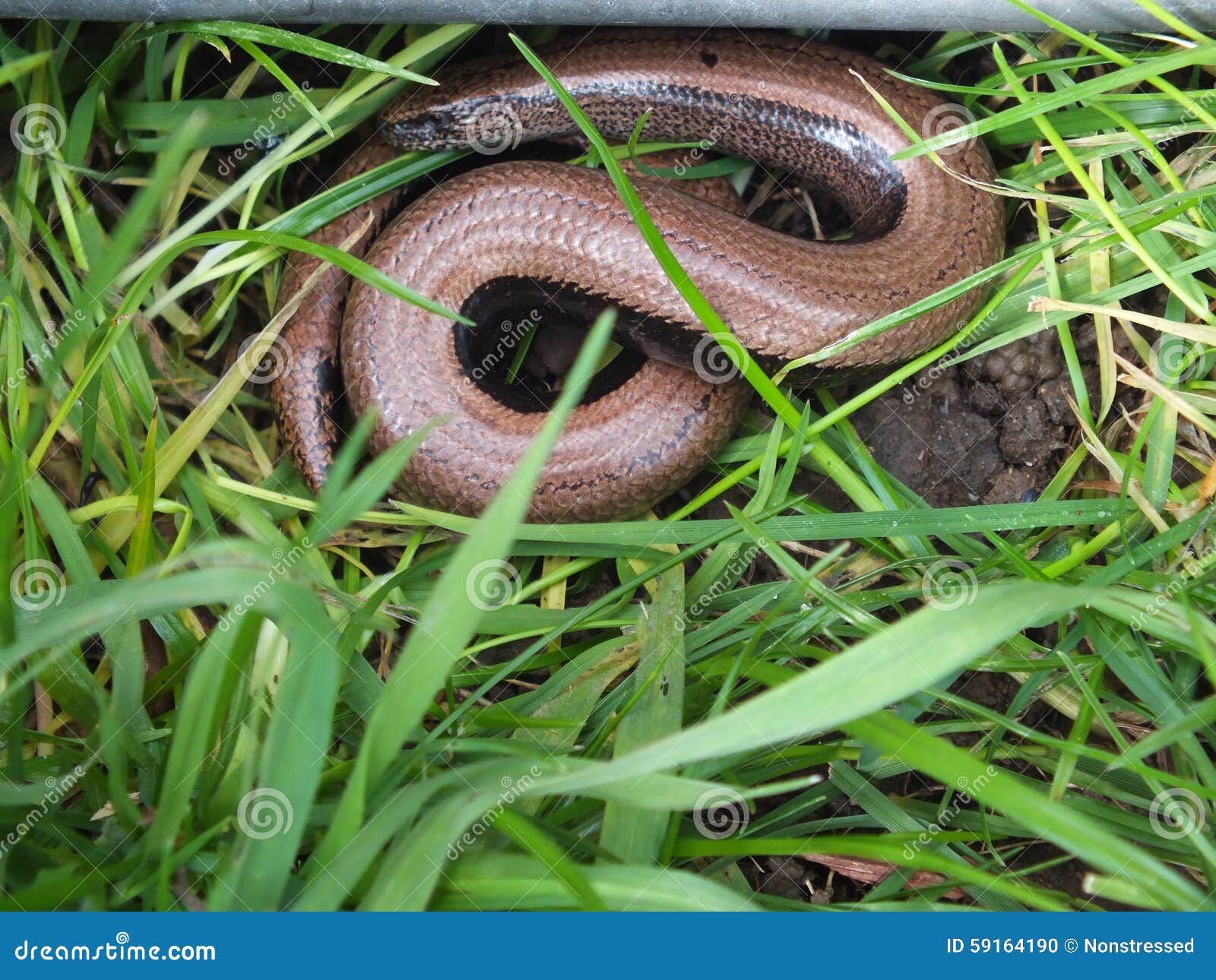 A Slow-worm uncoverd stock photo. Image of venture, vale - 59164190