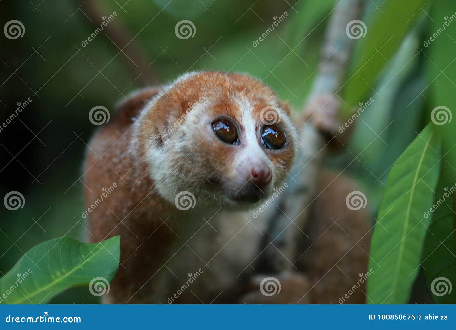 Slowloris stock photo. Image of primate, night, loris - 100850676