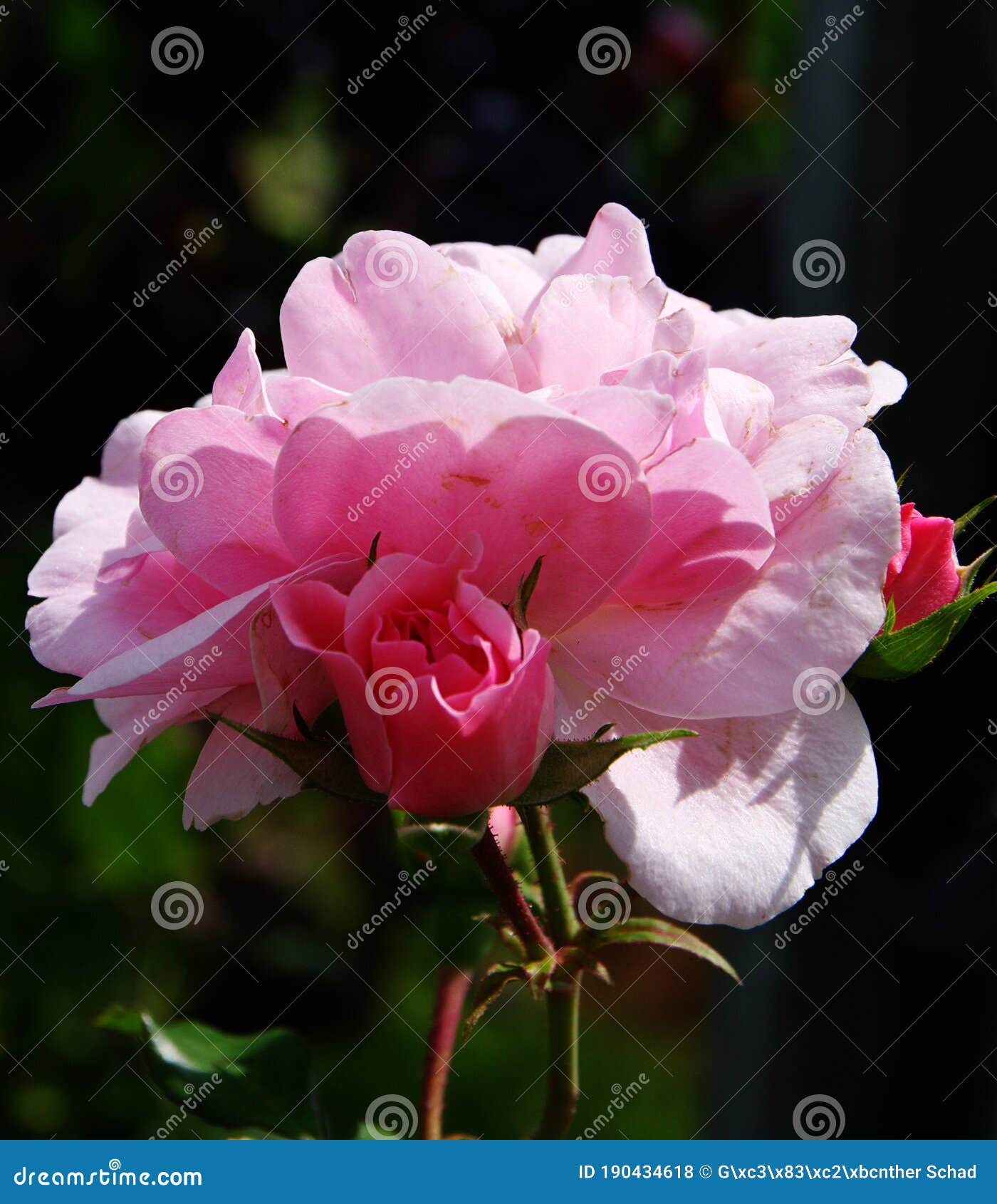 Slowly Fading Pink Rose Bloom with 2 Budding Roses on the Side Stock ...