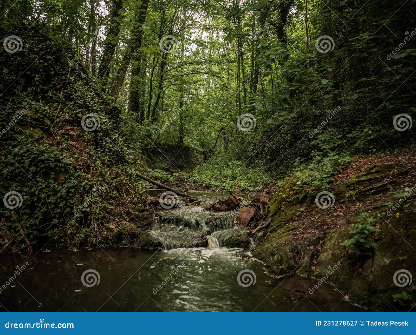 Slowly Flowing River in the Deep Forest in Czech Republic. Stock Image ...