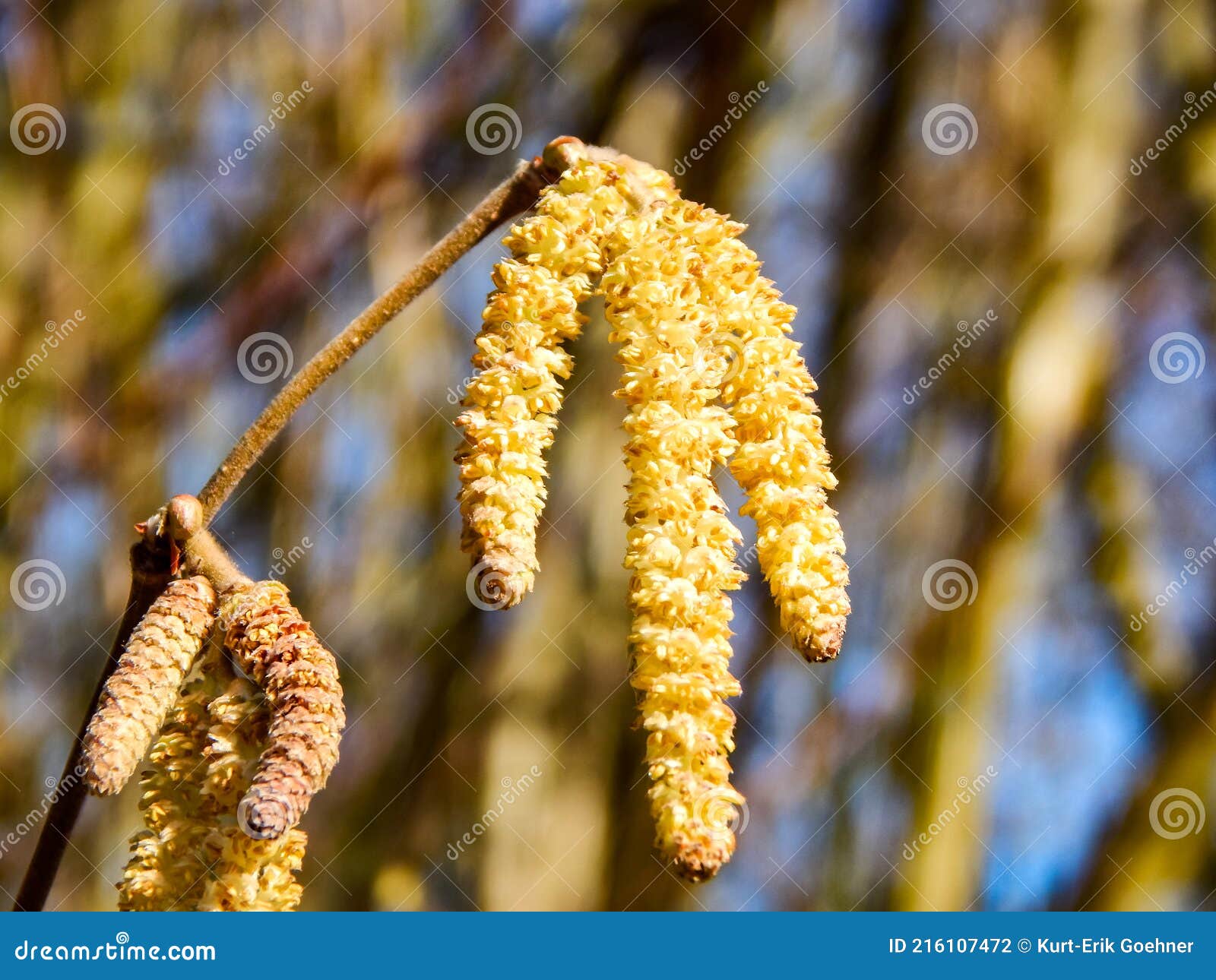Slowly spring awakens stock photo. Image of slowly, sunlight - 216107472