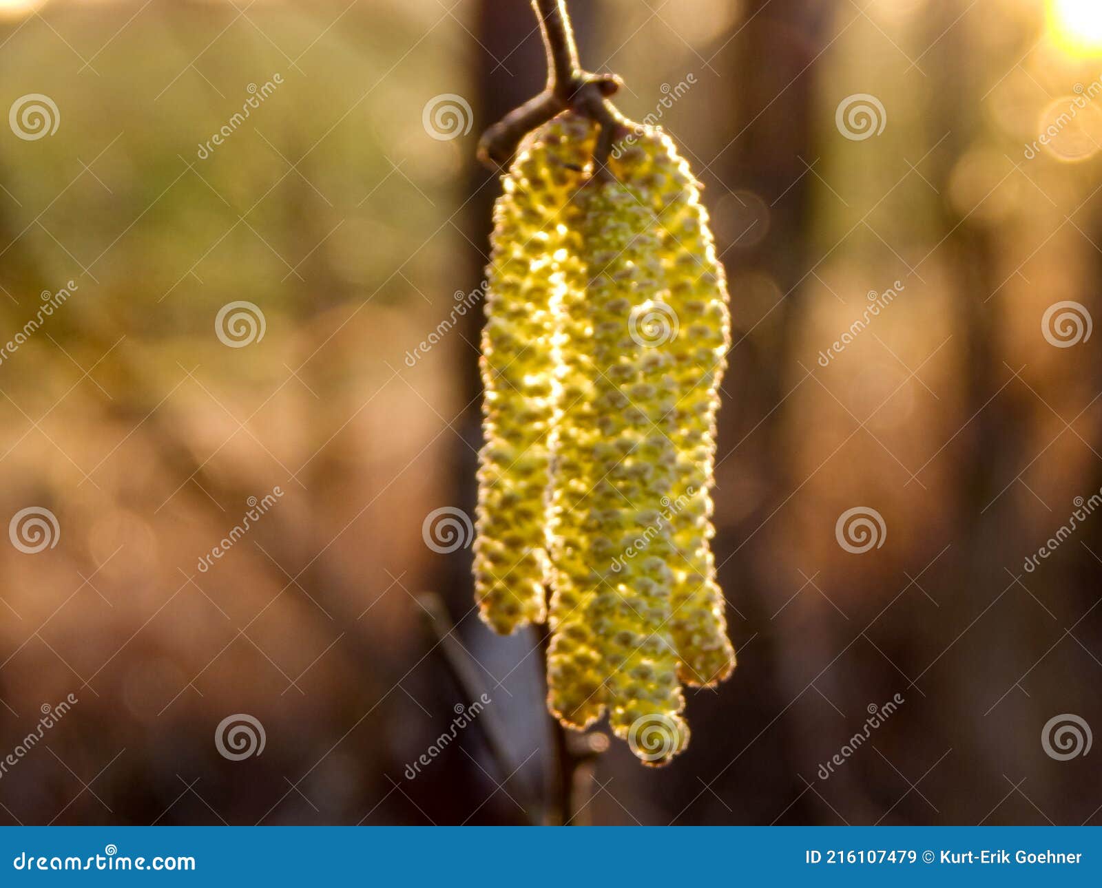 Slowly spring awakens stock image. Image of invertebrate - 216107479