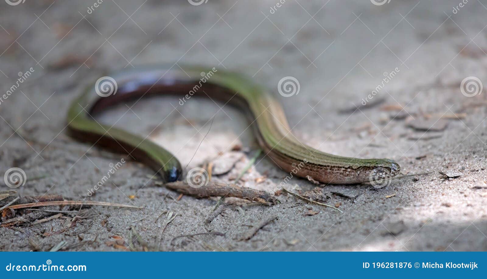 Slowworm Aka Slow Worm Or Blindworm, Anguis Fragilis, Face Profile With ...