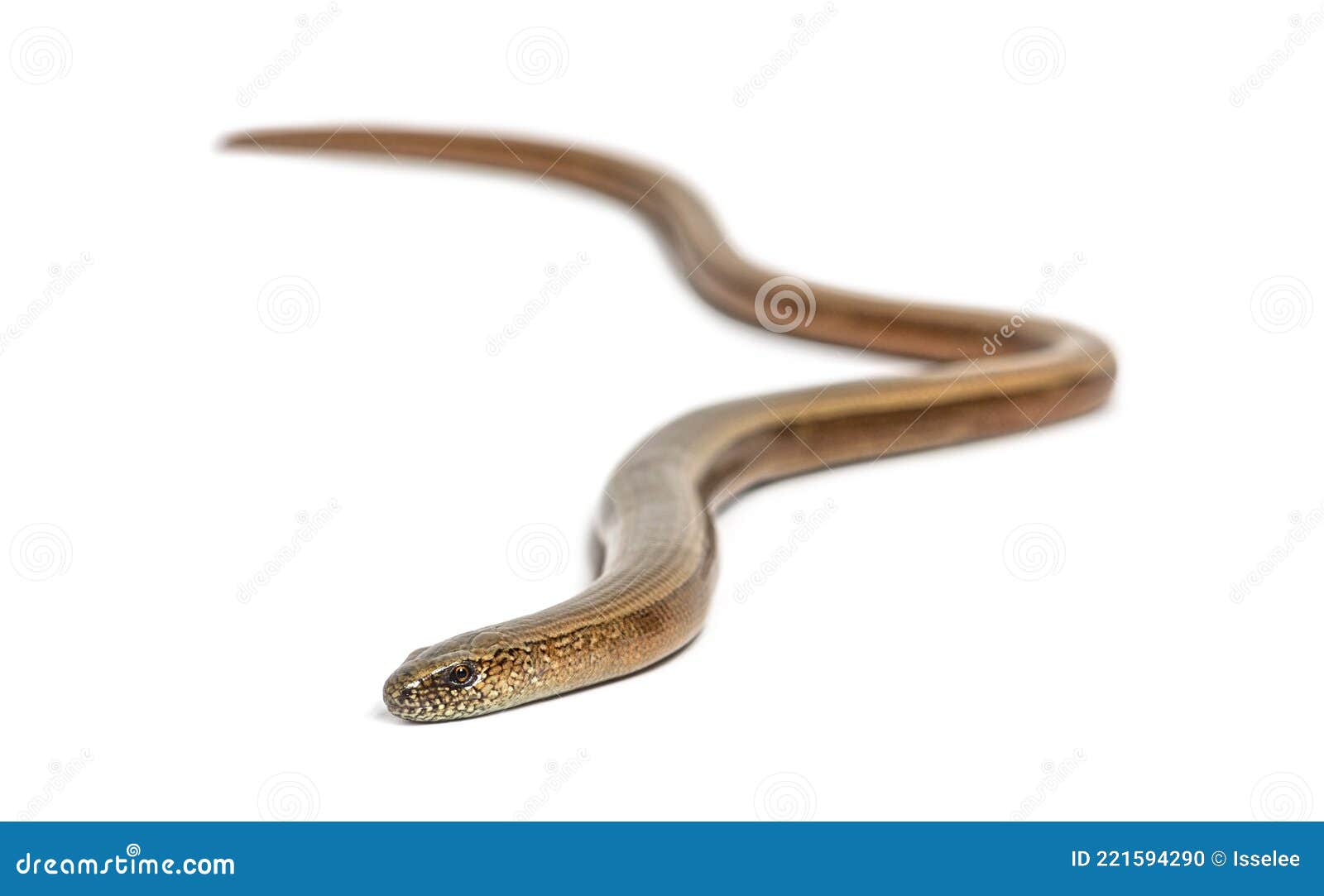 Slowworm, Anguis Fragilis, Isolated on White Stock Photo - Image of ...