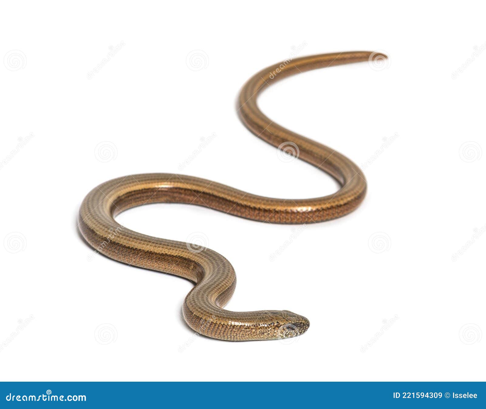 Slowworm, Anguis Fragilis Legless Lizard Also Called Blindworm Or ...