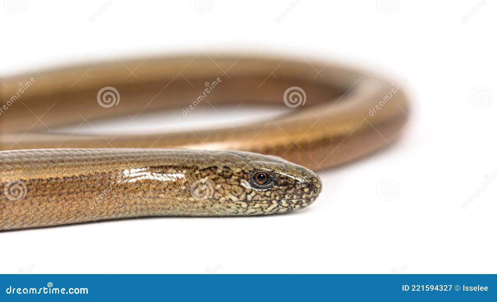 Slowworm, Anguis Fragilis Legless Lizard Also Called Blindworm Or ...