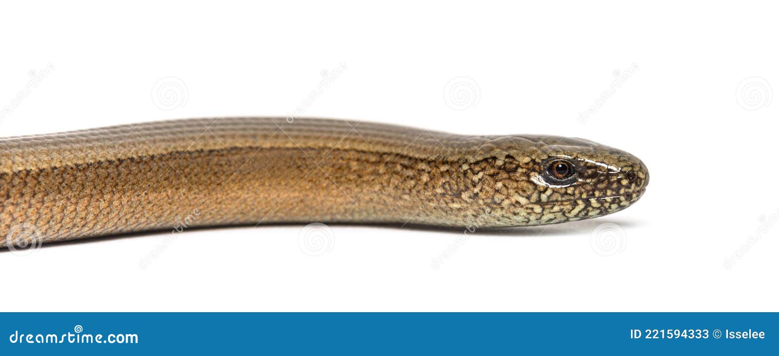 Slowworm, Anguis Fragilis Legless Lizard Also Called Blindworm Or ...